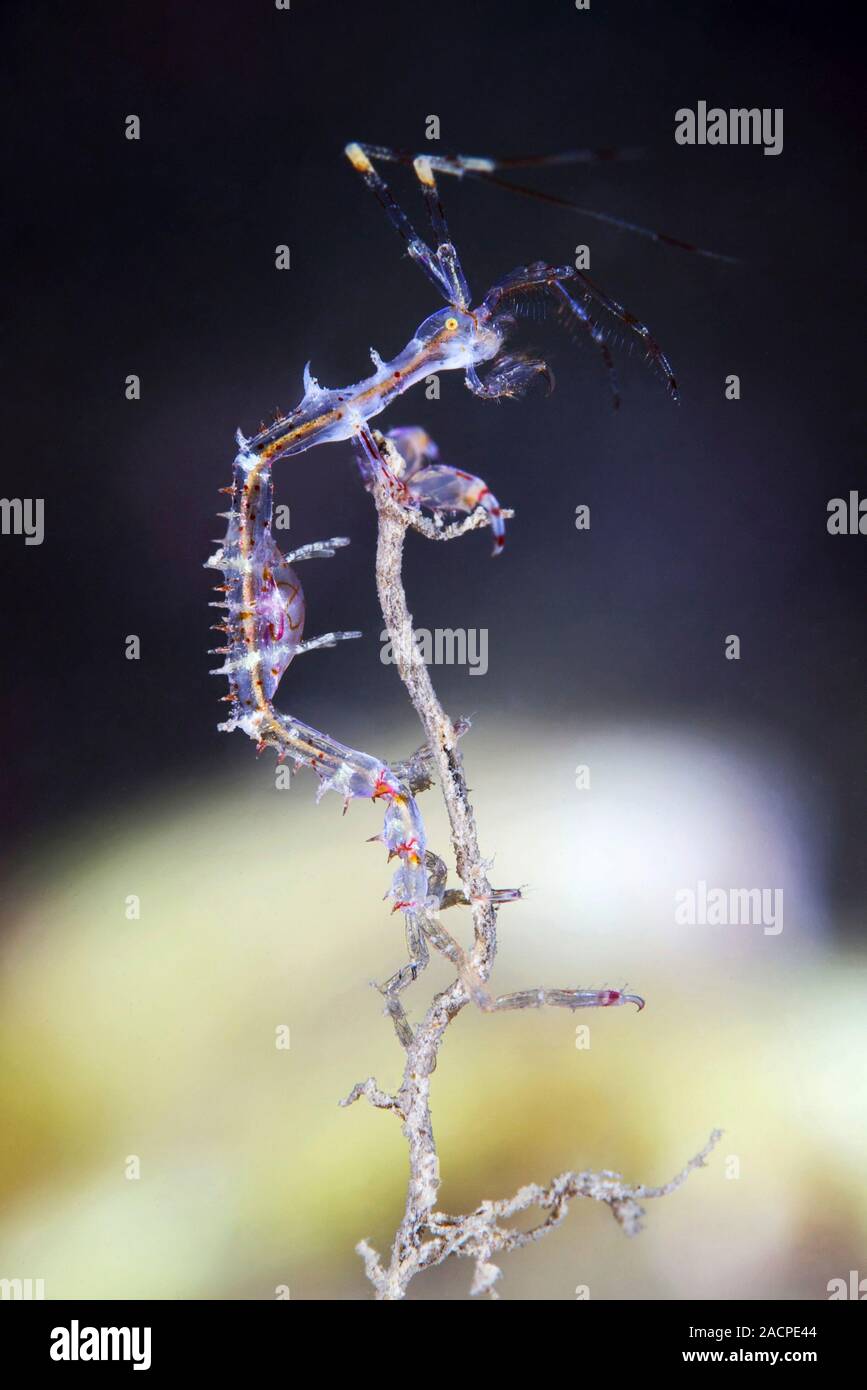 Skeleton shrimp (Caprella linearis). Skeleton shrimps (family ...