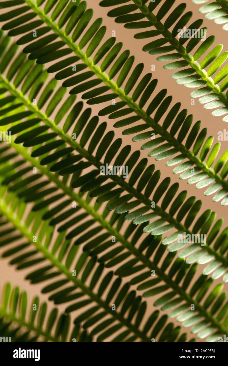 Beautiful leaf hi-res stock photography and images - Alamy