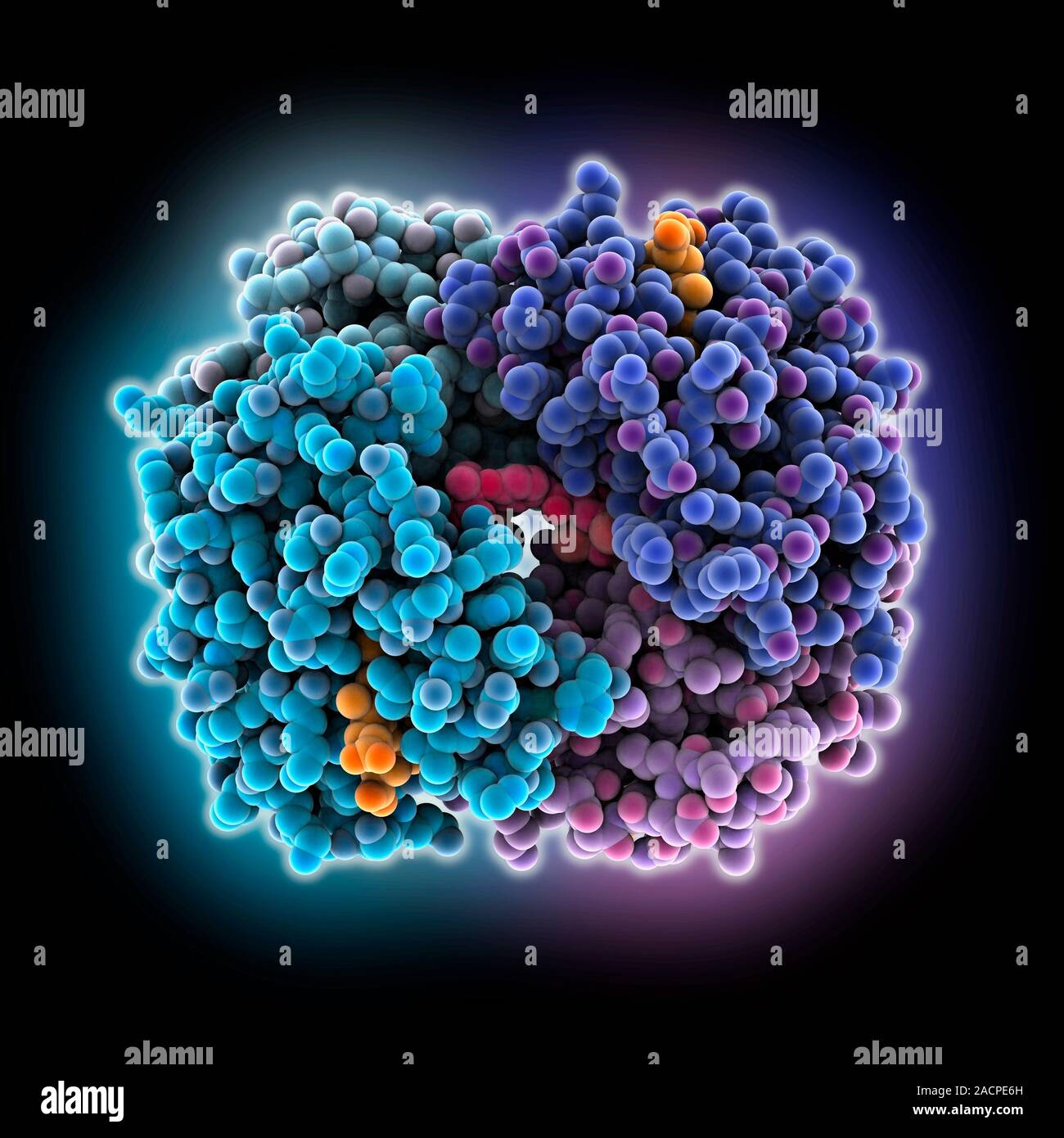 Haemoglobin, molecular model. This molecule transports oxygen around ...