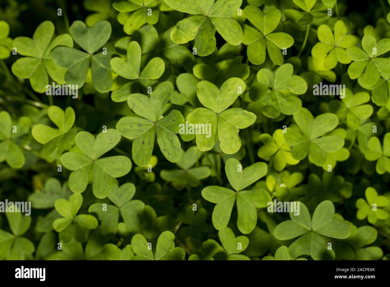 Clover plant hi-res stock photography and images - Alamy