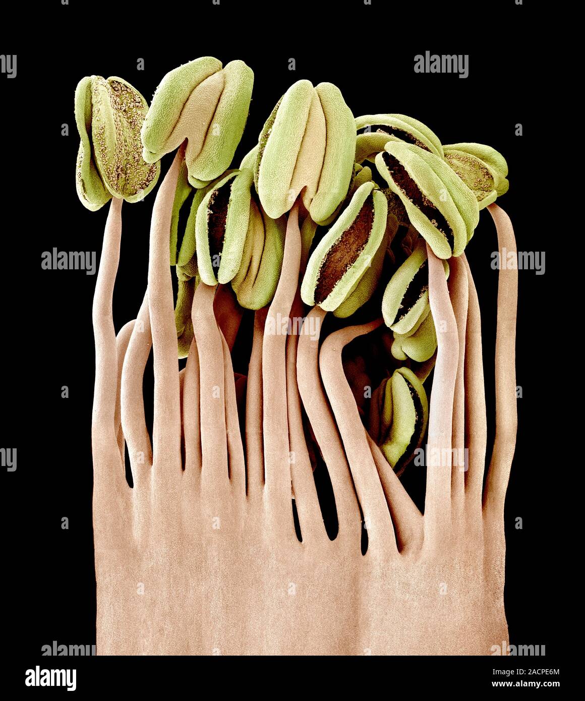 Camellia flower stamens. Coloured scanning electron micrograph (SEM) of ...