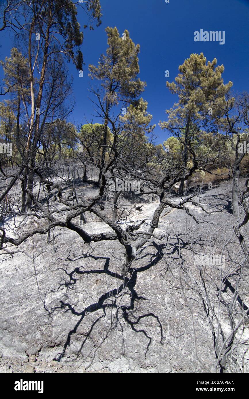 Forest burned hi-res stock photography and images - Alamy
