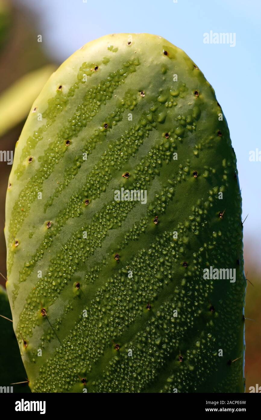 Full of cactus hi-res stock photography and images - Alamy
