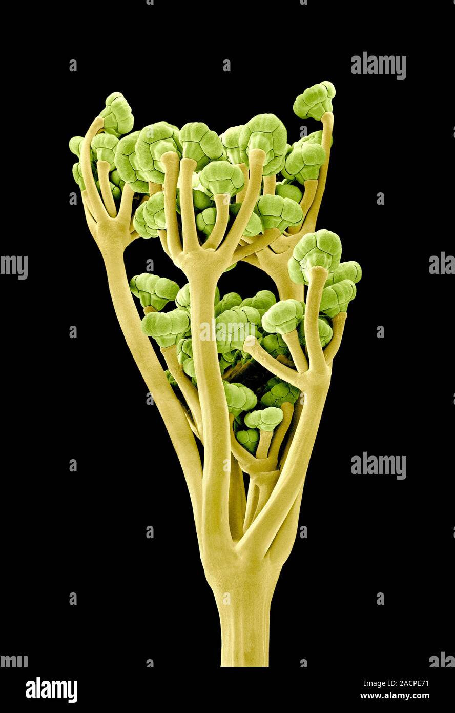 Fennel seed heads (Foeniculum vulgare), coloured scanning electron ...