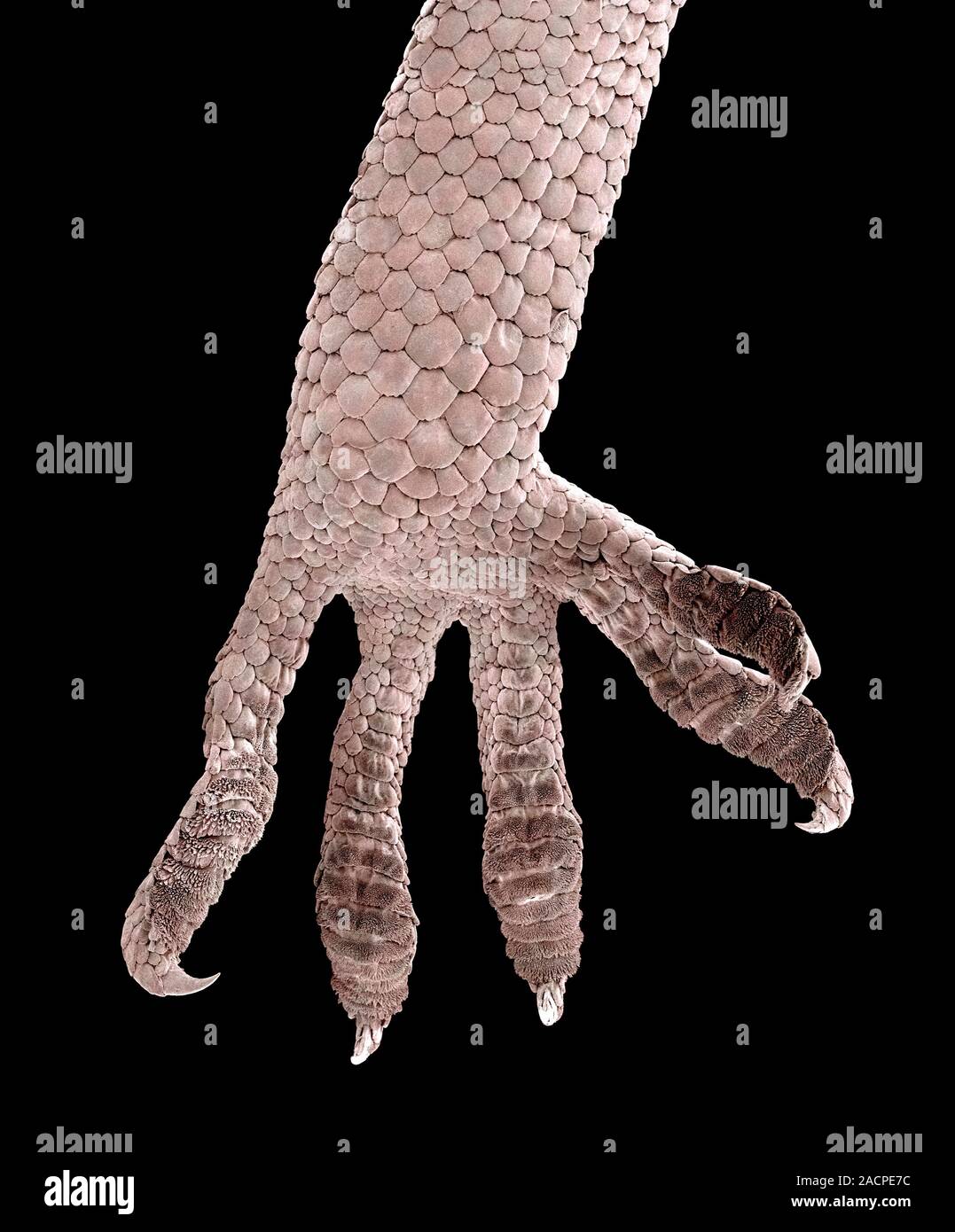 Gecko foot. Coloured scanning electron micrograph (SEM) of a gecko's ...