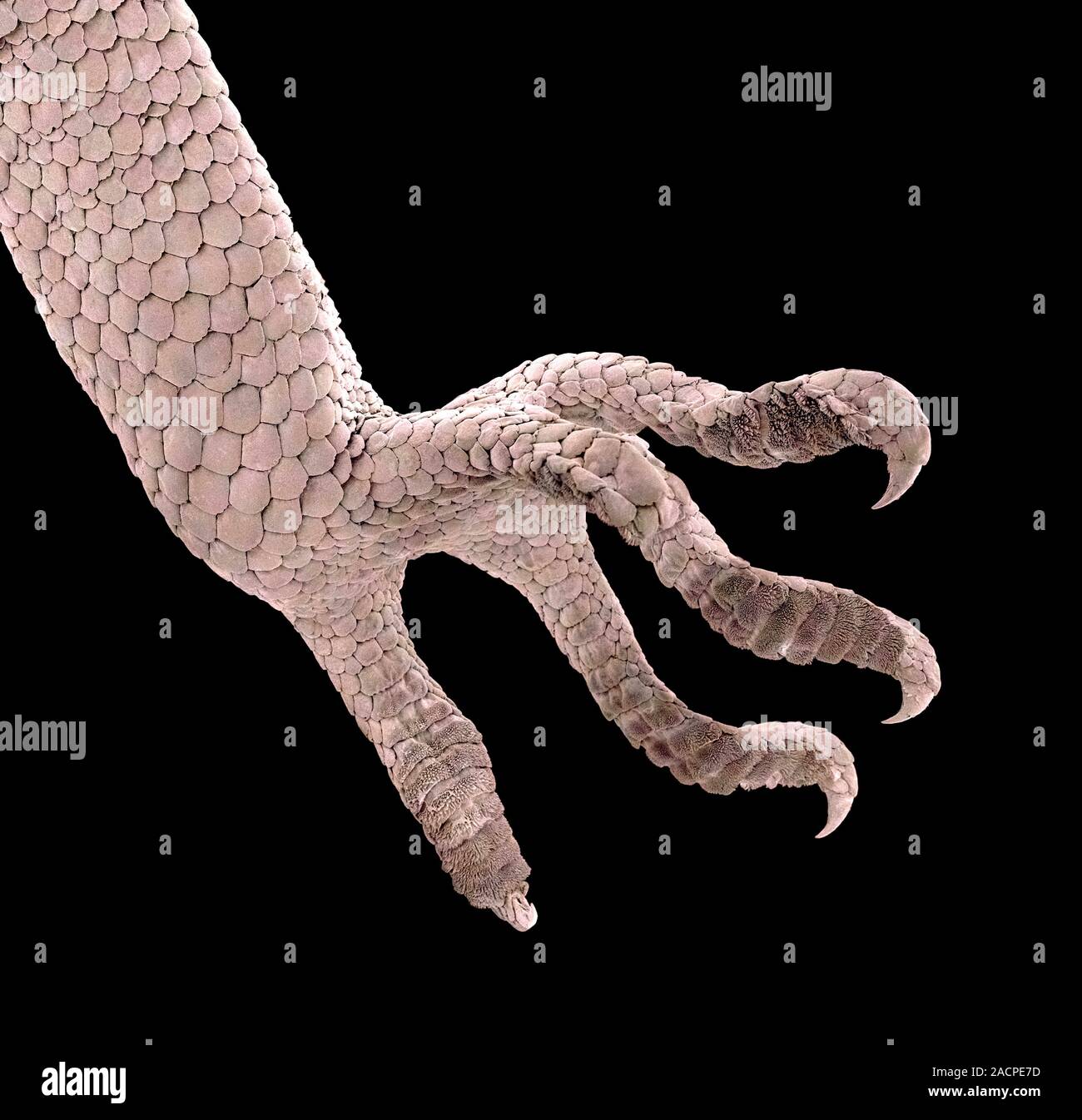 Gecko foot. Coloured scanning electron micrograph (SEM) of a gecko's ...