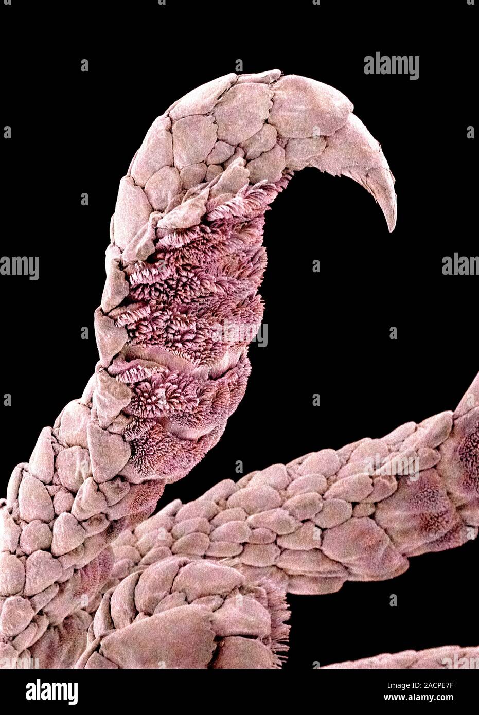 Gecko foot. Coloured scanning electron micrograph (SEM) of a gecko's ...