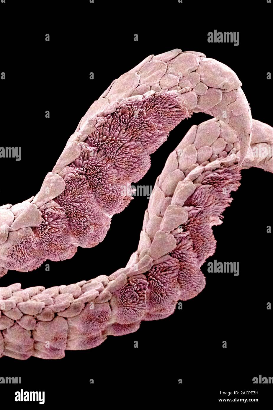 Gecko foot. Coloured scanning electron micrograph (SEM) of a gecko's ...