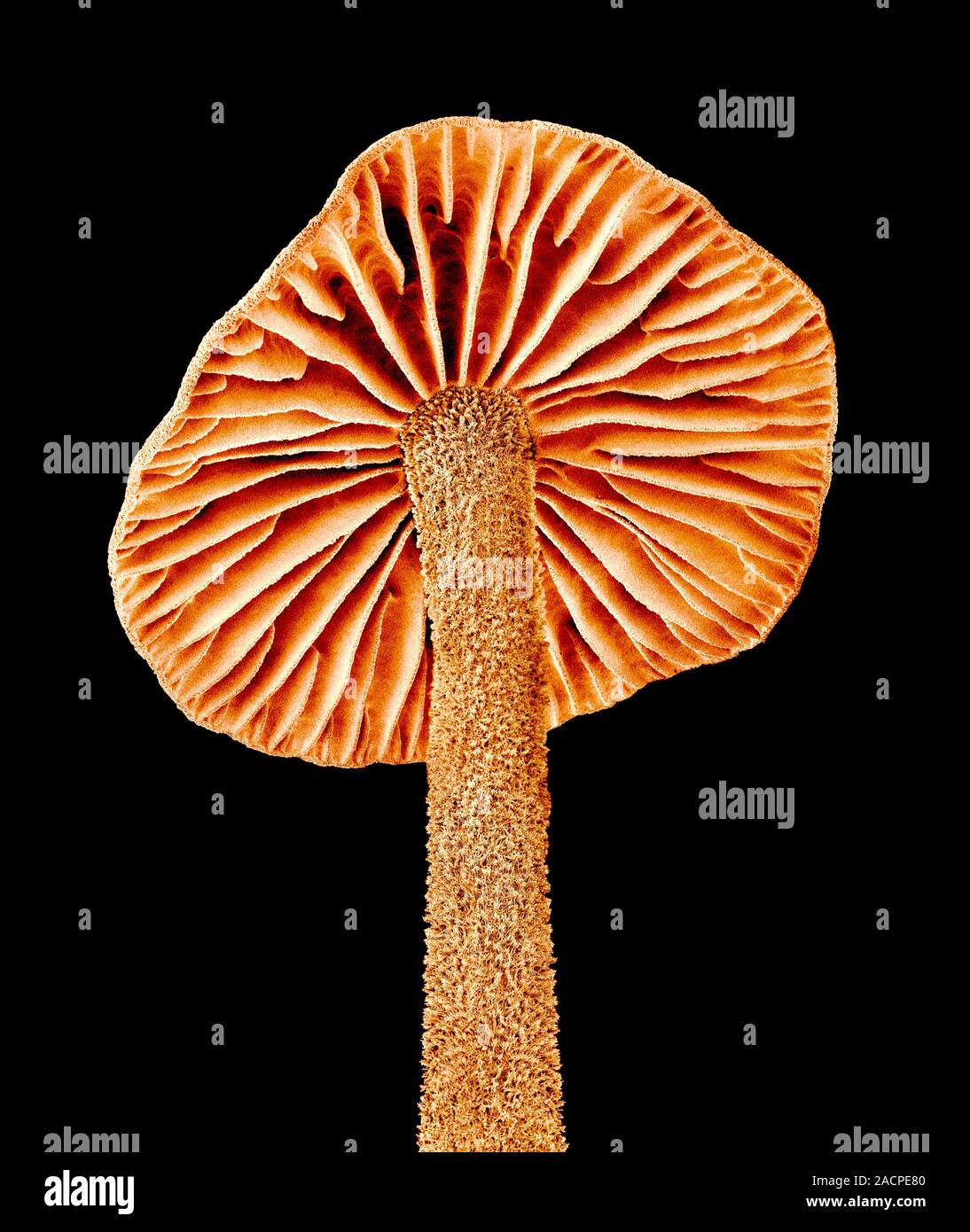 Mushroom, coloured scanning electron micrograph (SEM). Gills are seen ...