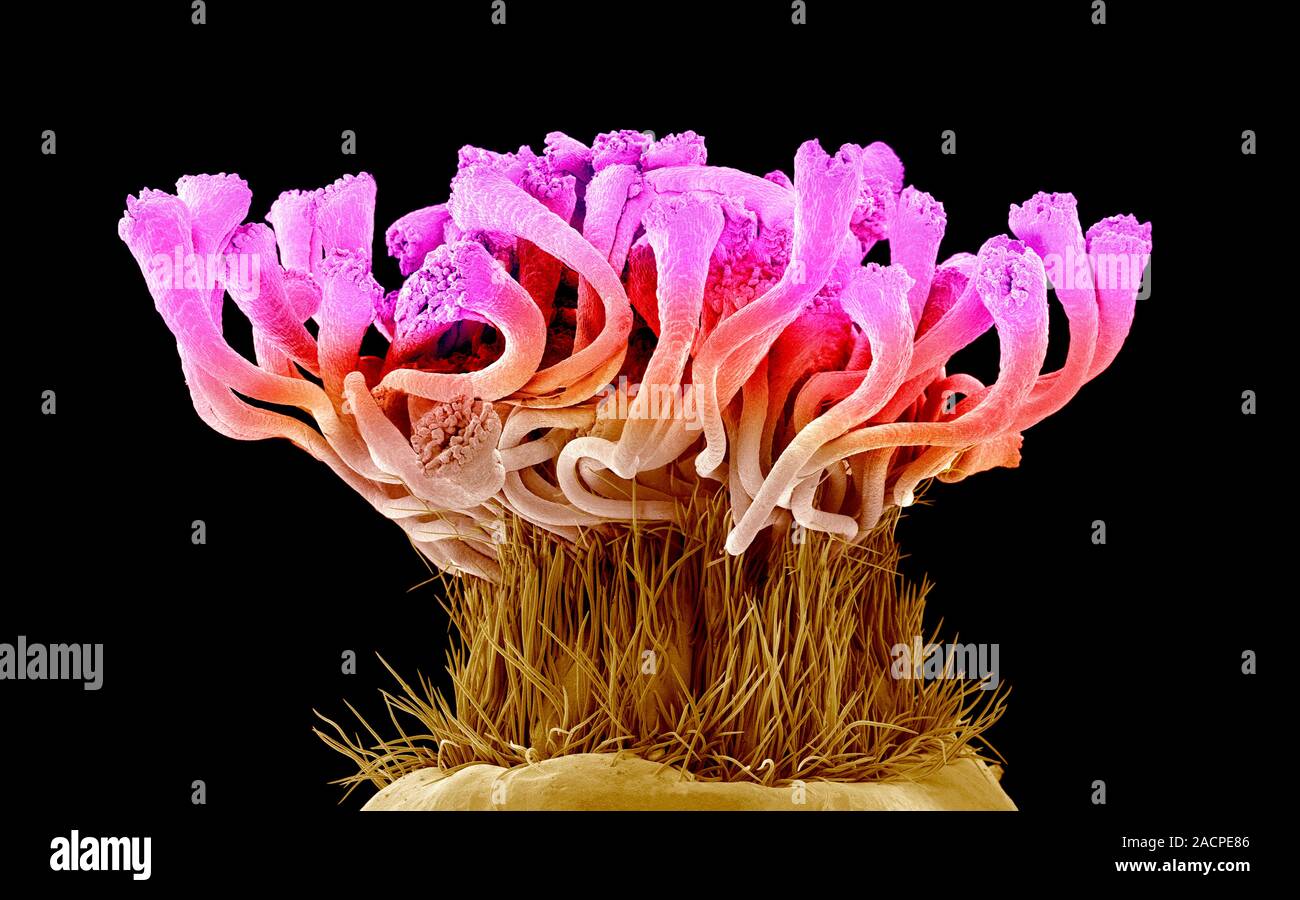 Rose pistil. Coloured scanning electron micrograph (SEM) of a rose ...