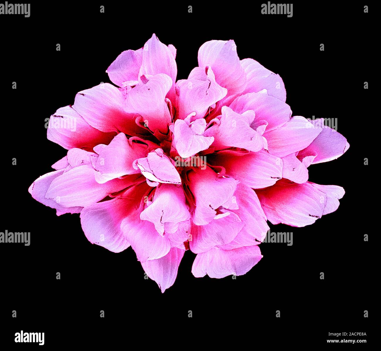 Suckling clover (Trifolium dubium) flower, coloured scanning electron ...