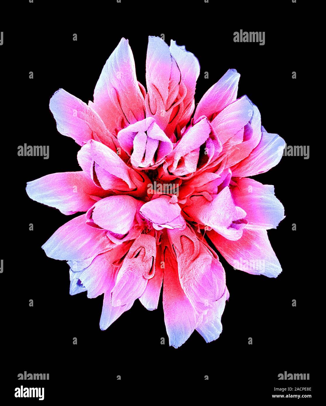 Suckling clover (Trifolium dubium) flower, coloured scanning electron ...