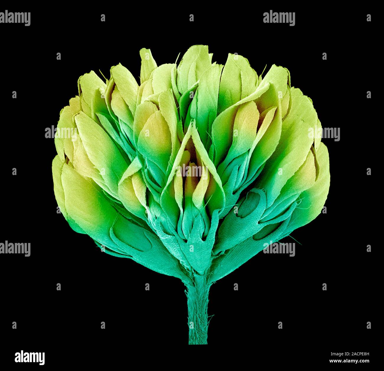 Suckling clover (Trifolium dubium) flower, coloured scanning electron ...