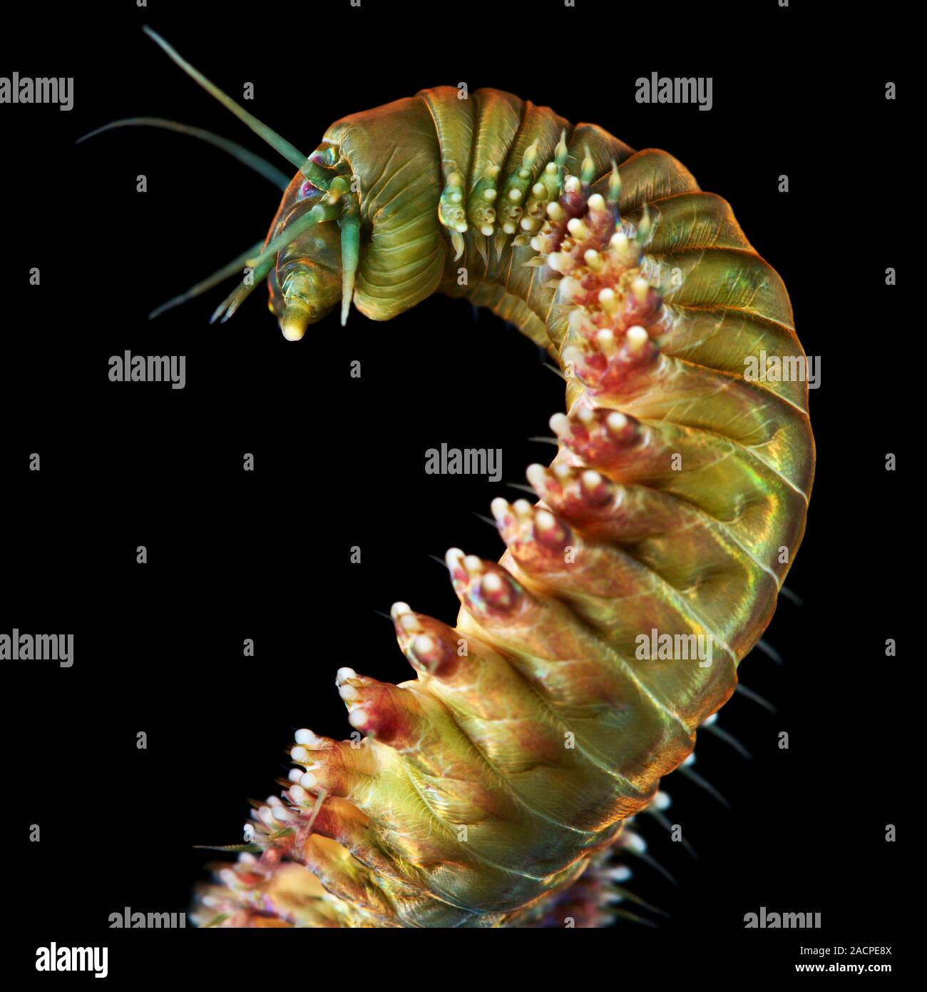 Ragworm (Nereis pelagica). This is a marine polychaete, a class of ...