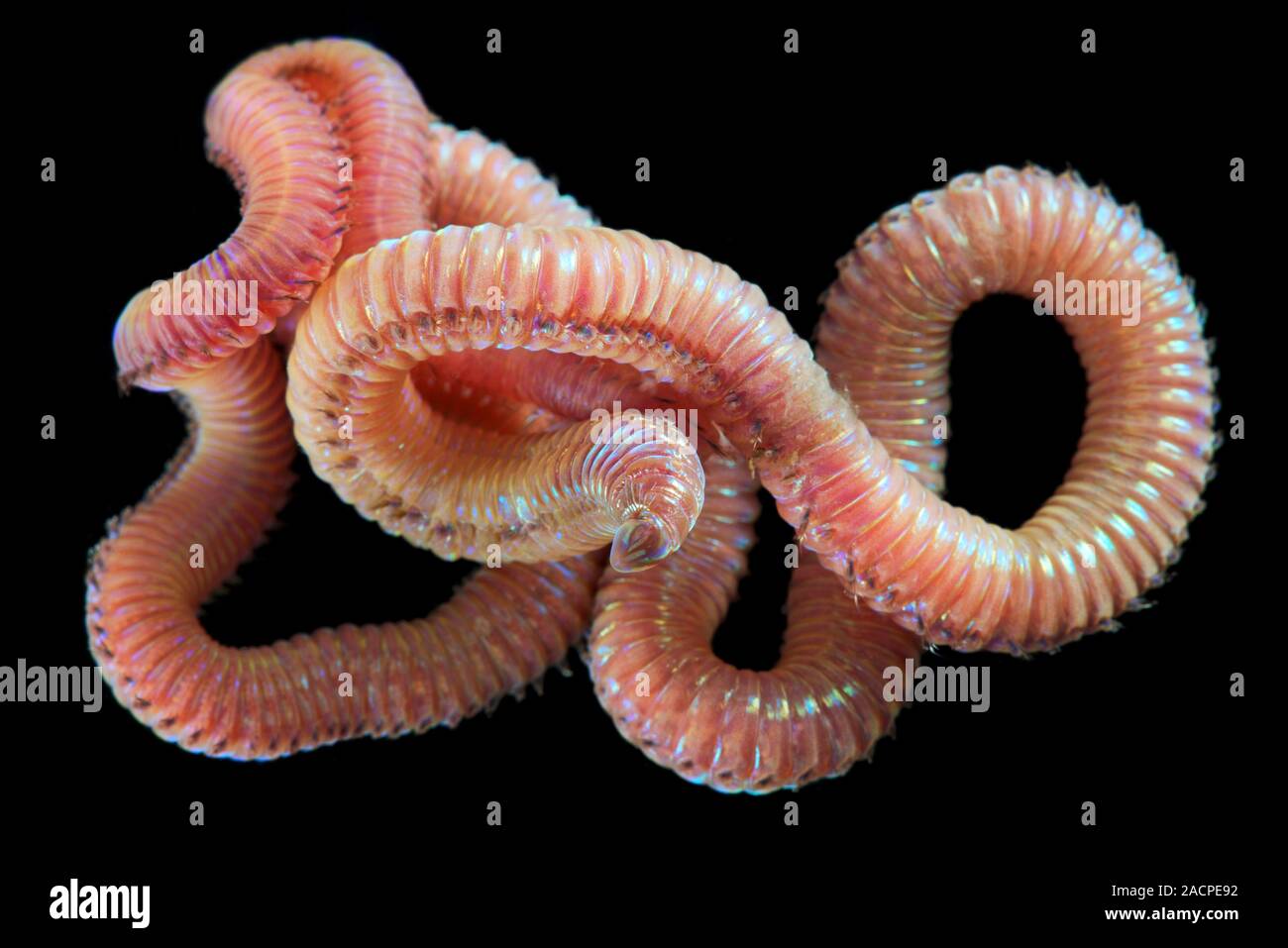 Ragworm (Lumbrinereis sp). This is a marine polychaete, a class of ...
