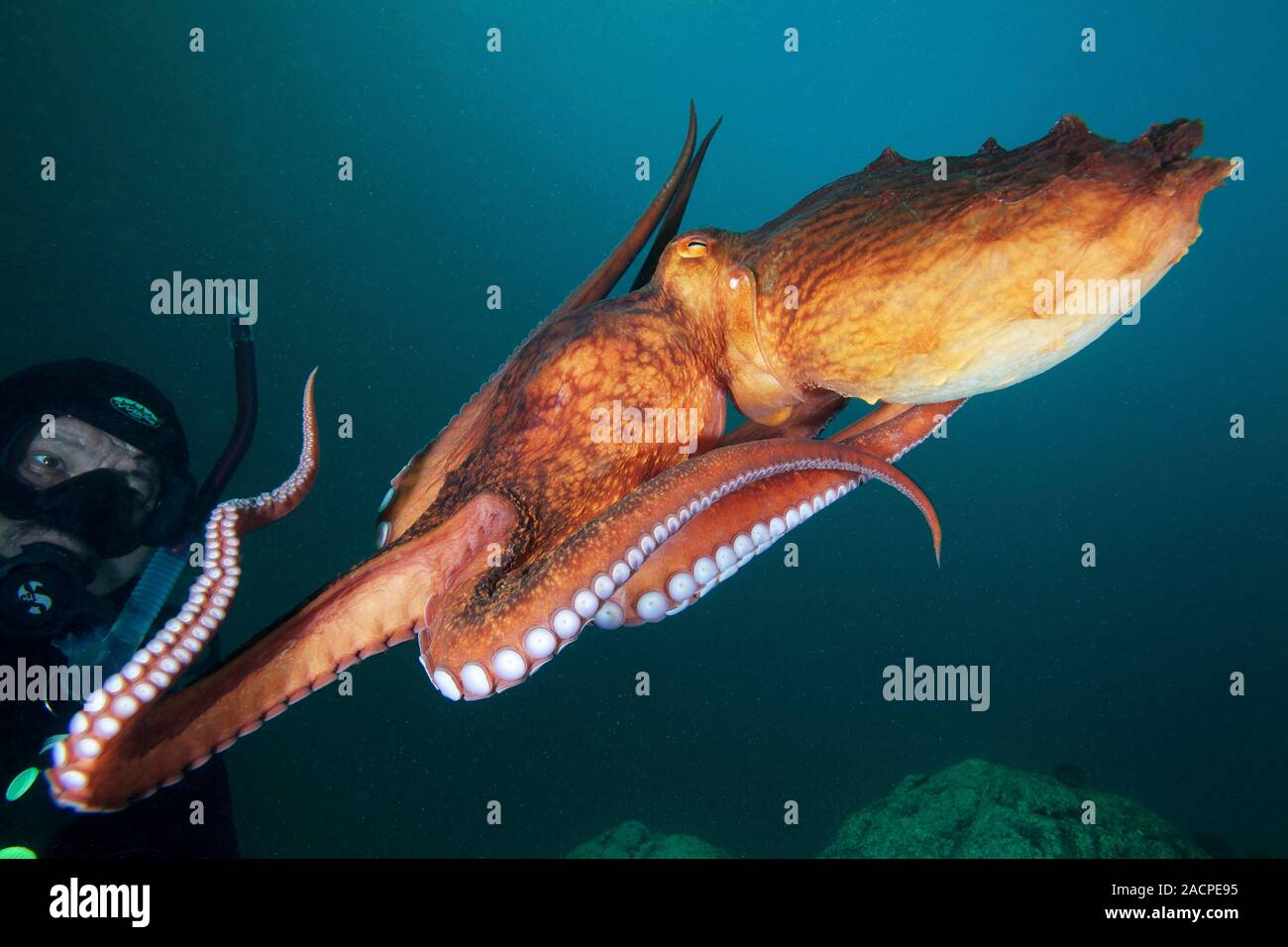Octopus (Enteroctopus dofleini) with diver Stock Photo - Alamy