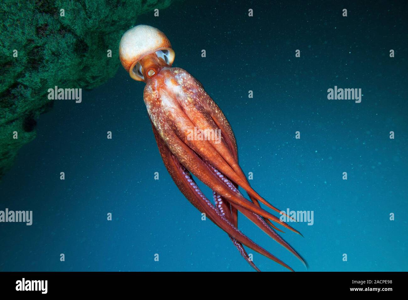 Octopus (Enteroctopus dofleini Stock Photo - Alamy