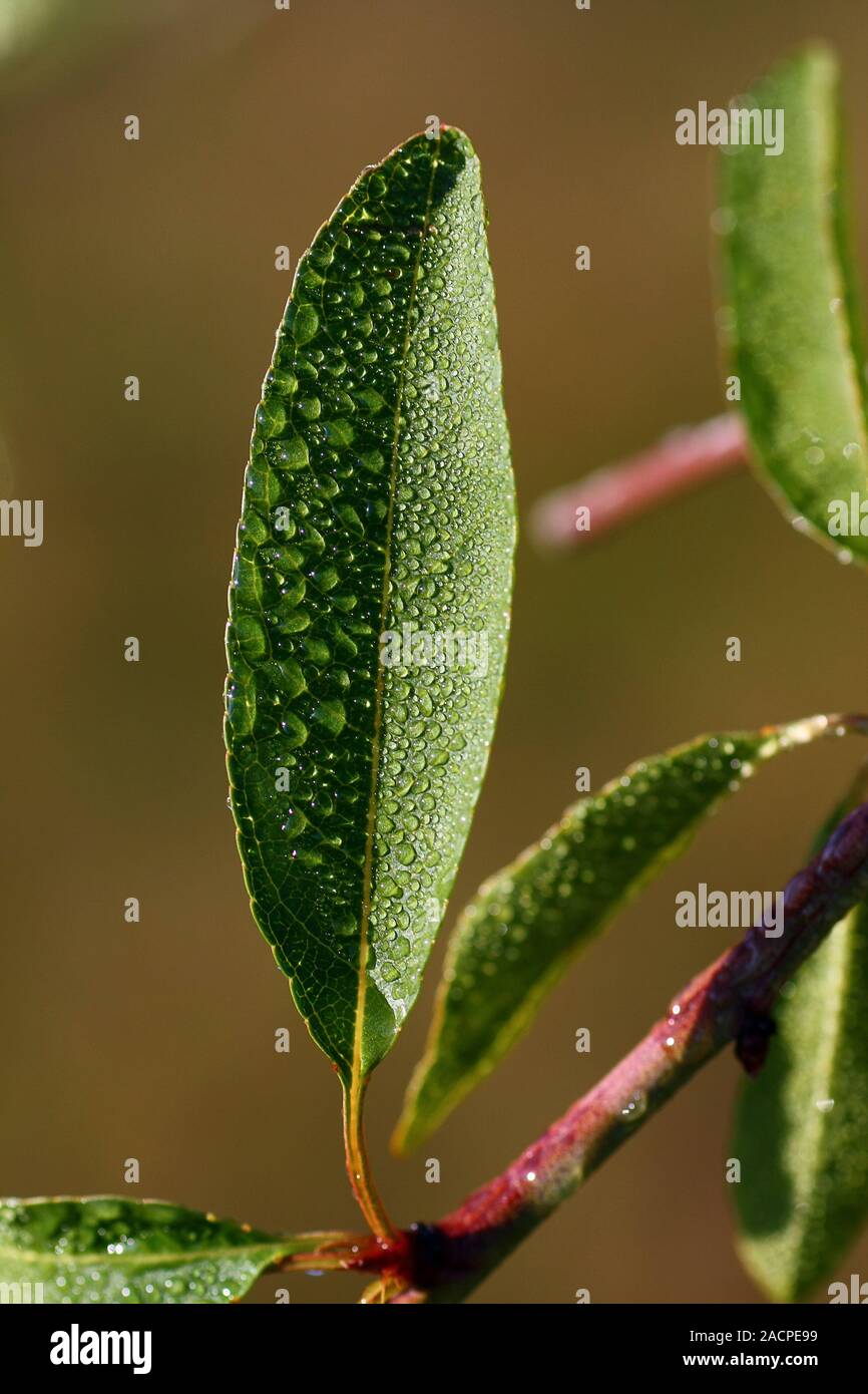 Leaf full of drops Stock Photo - Alamy