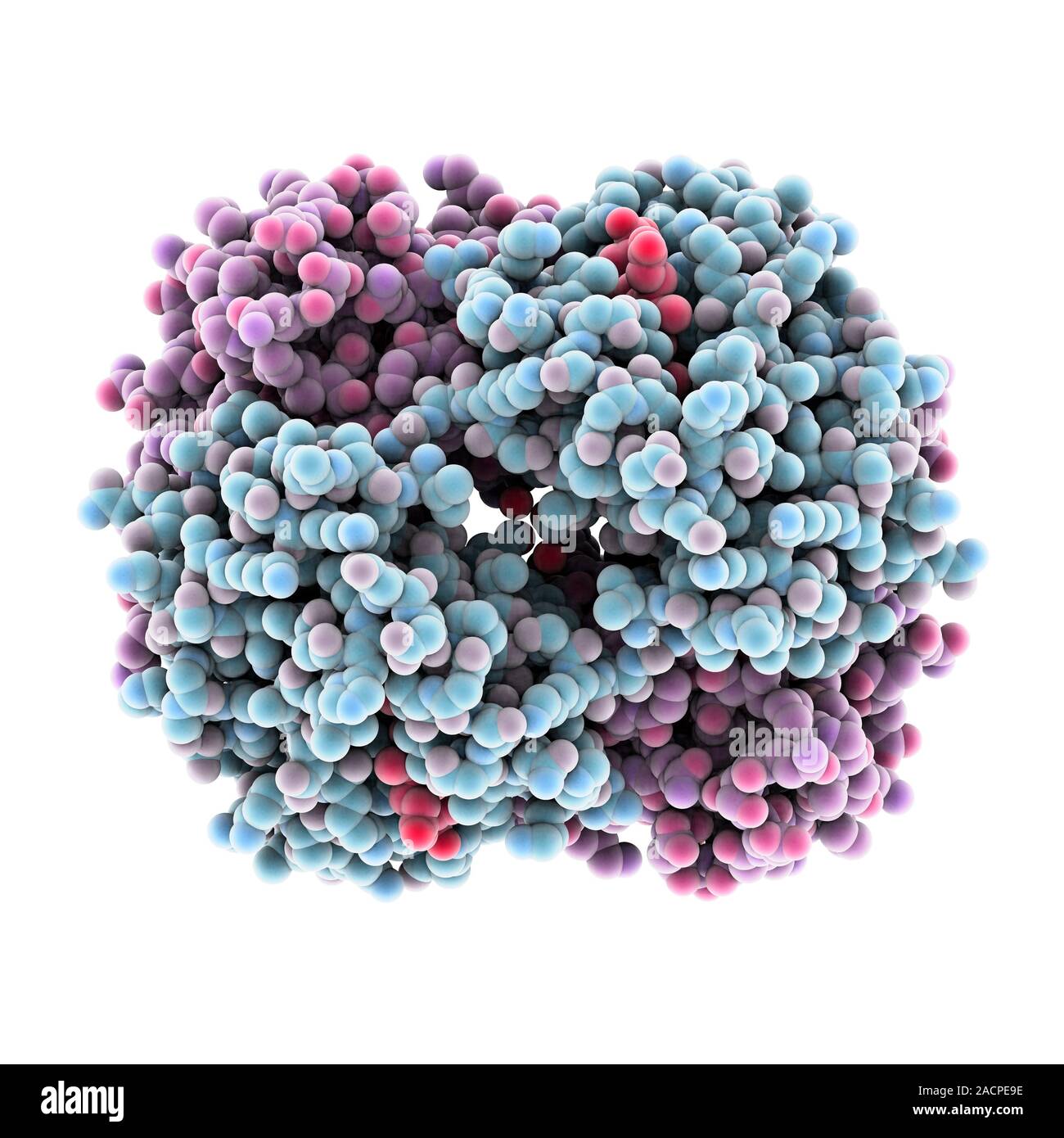 Haemoglobin, molecular model. This is deoxyhaemoglobin, the molecule in ...