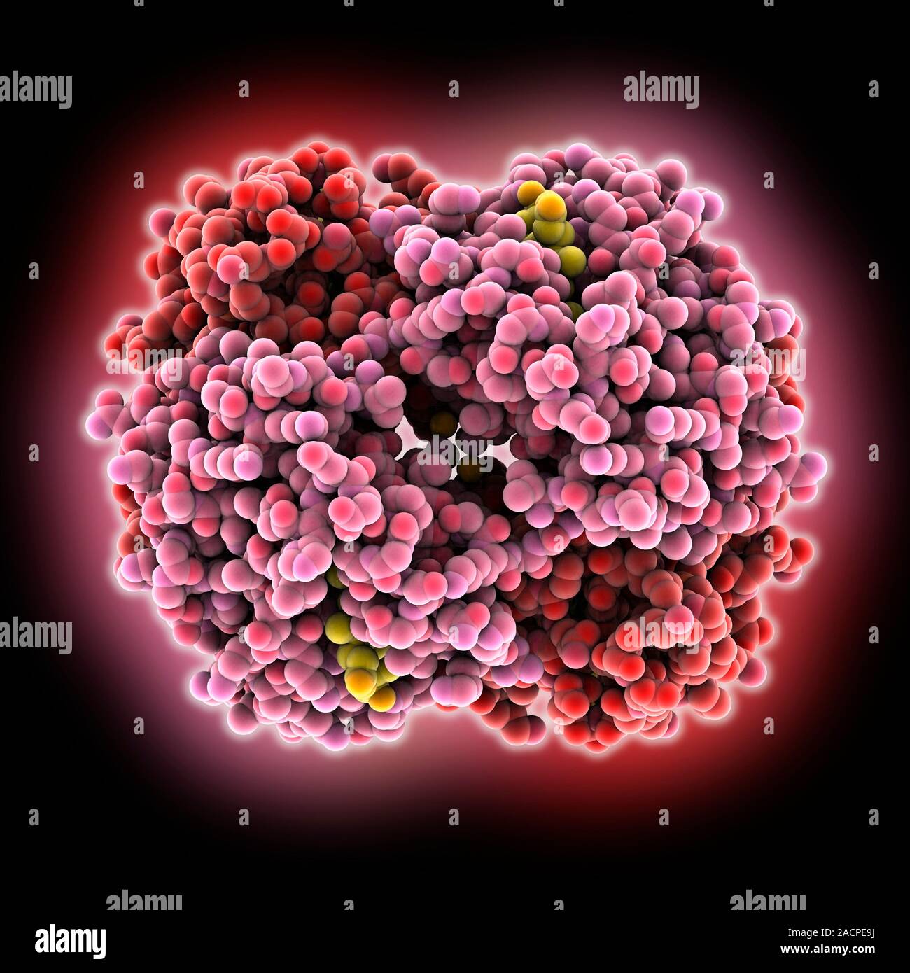 Haemoglobin, molecular model. This is deoxyhaemoglobin, the molecule in ...