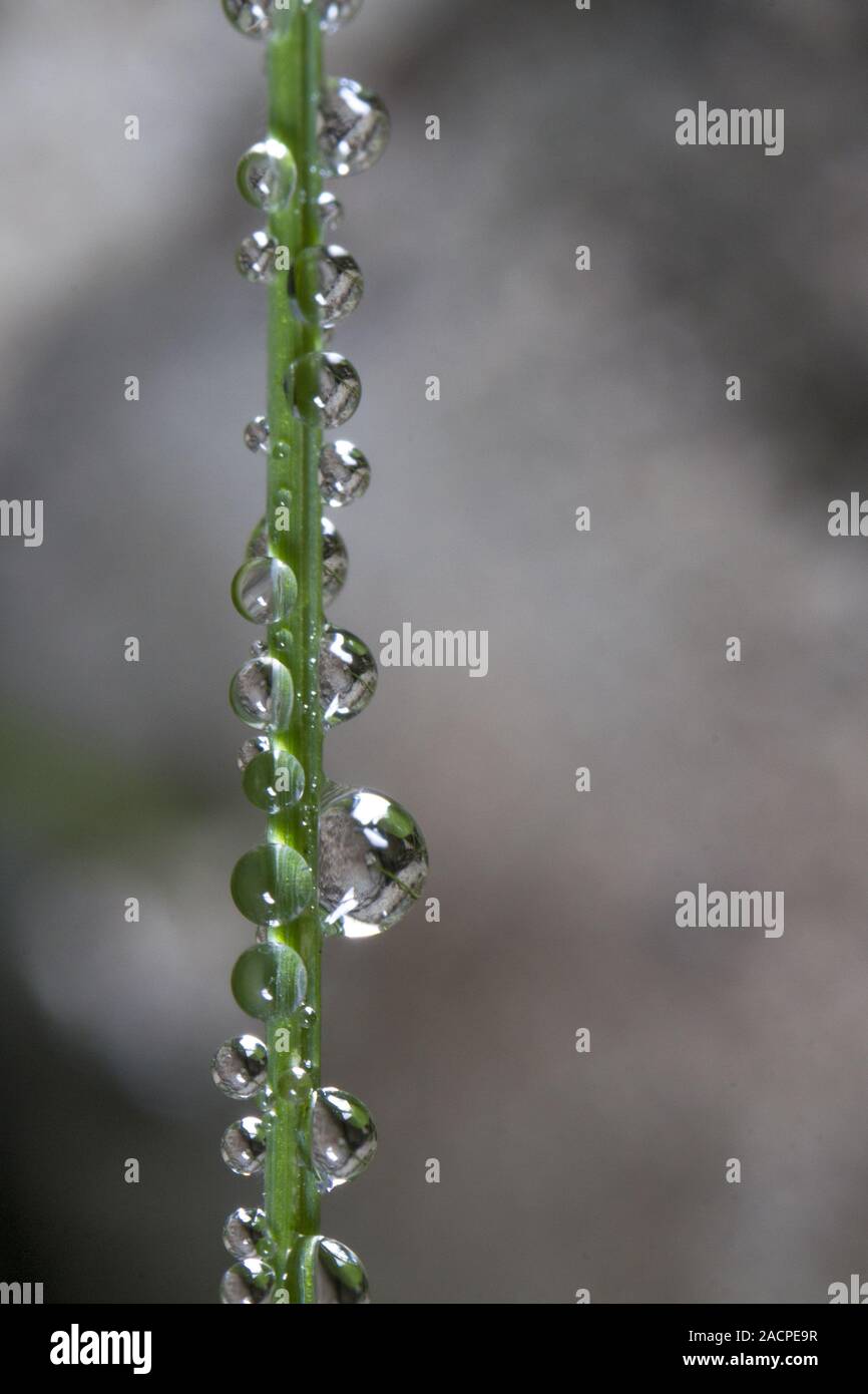 blade of grass with morning condensation Stock Photo - Alamy