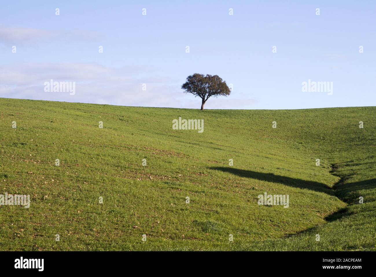 empty green hills with very few scattered trees Stock Photo - Alamy