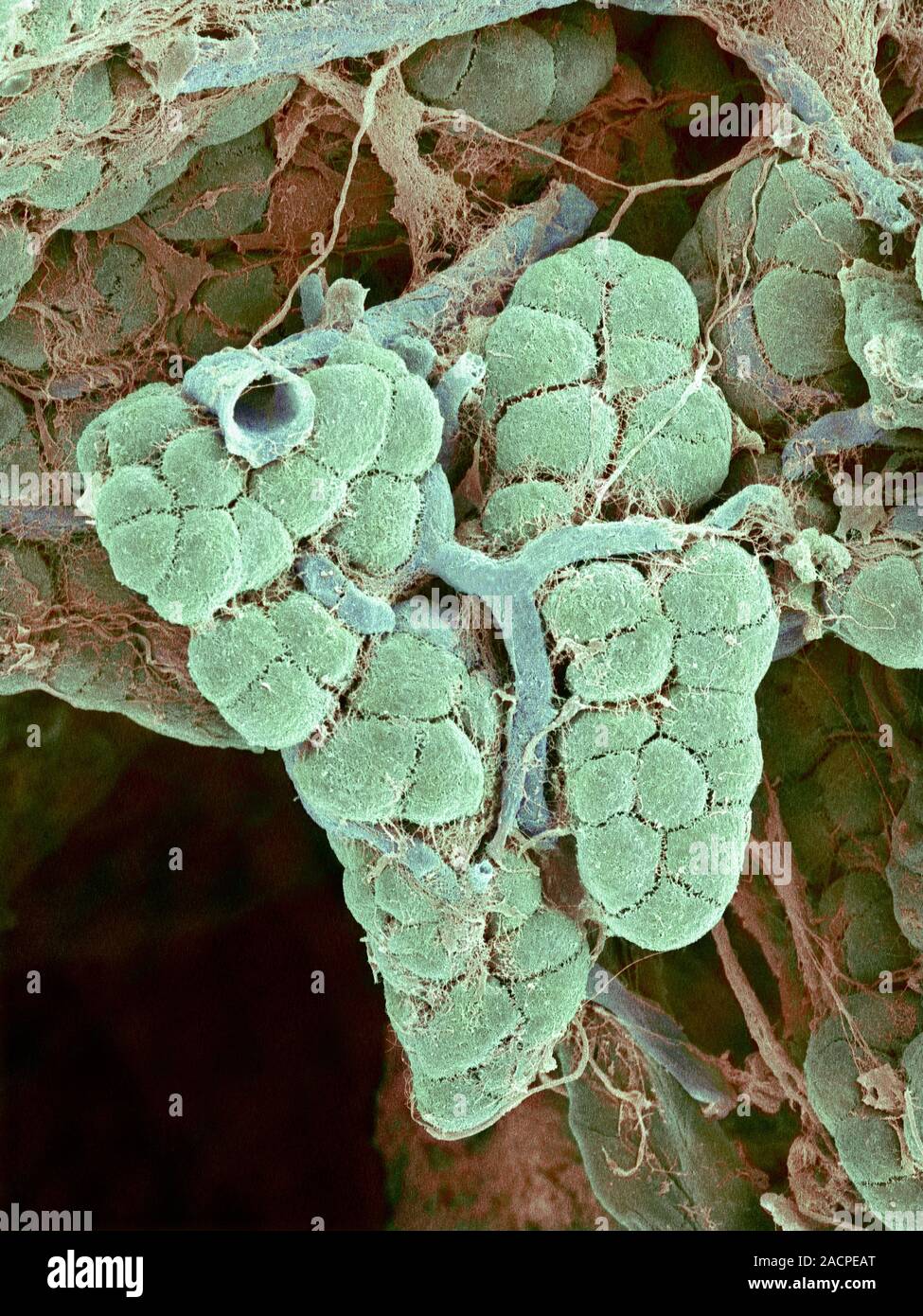 Pancreas cells, coloured scanning electron micrograph (SEM). The small ...