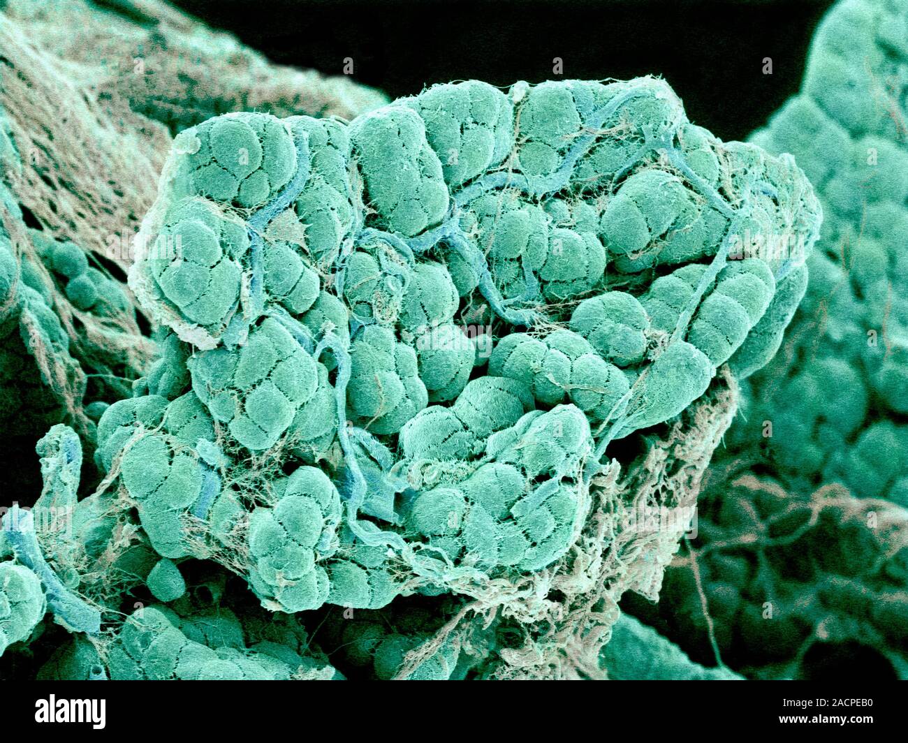 Pancreas cells, coloured scanning electron micrograph (SEM). The small ...