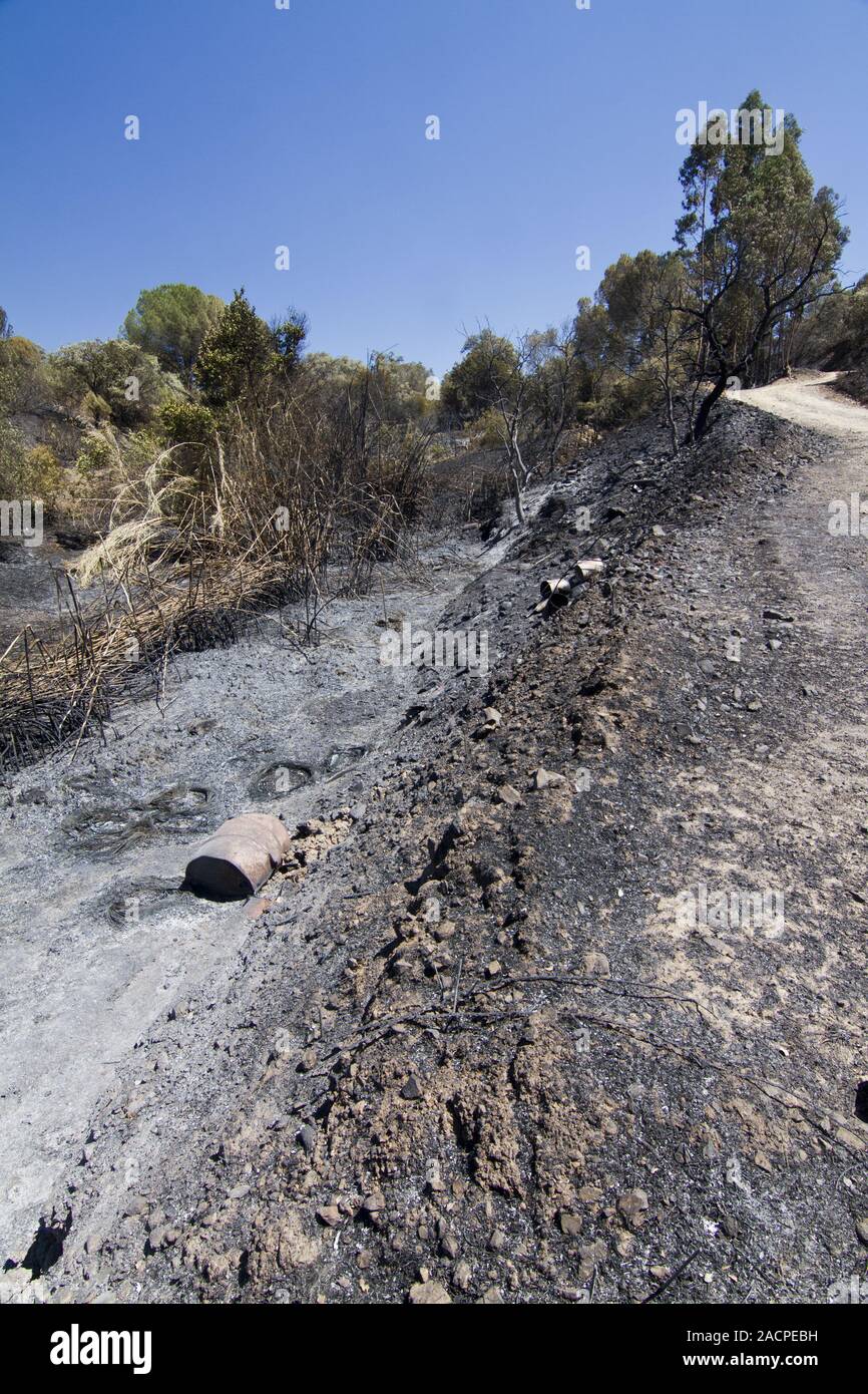 Forest burned hi-res stock photography and images - Alamy