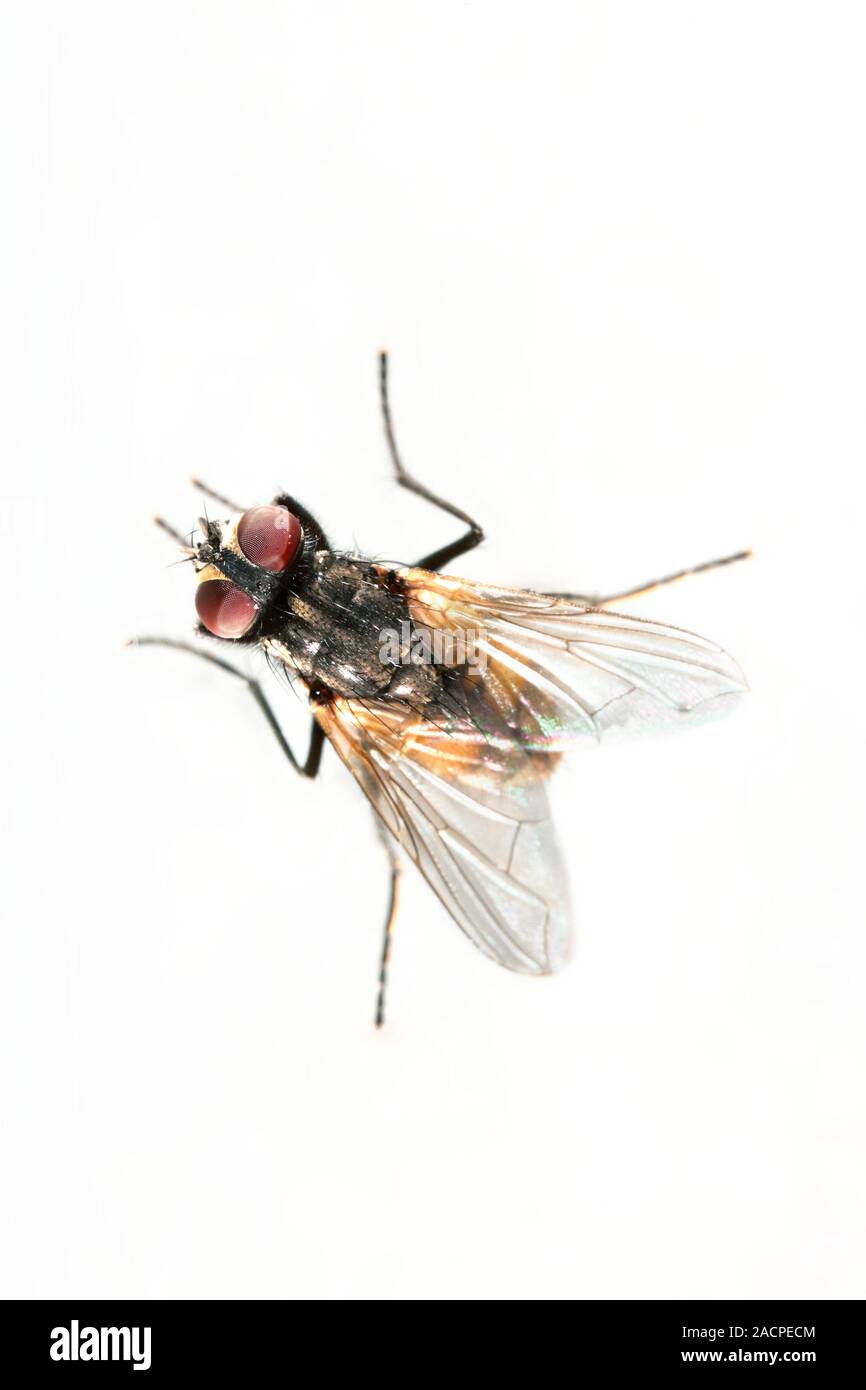 Housefly (Musca domestica). This fly feeds on organic material ...