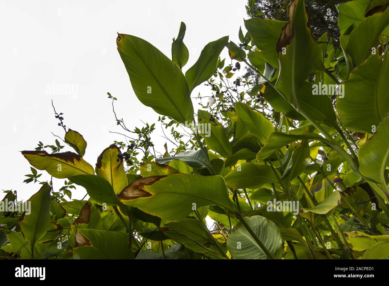 beautiful broad lush leaf plants Stock Photo - Alamy