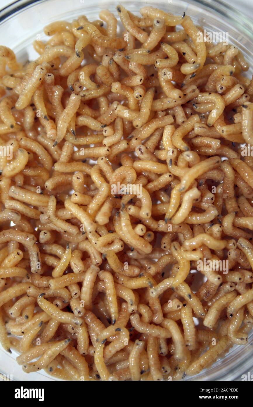 Maggot waste digestion food production. Close-up of numerous maggots of ...