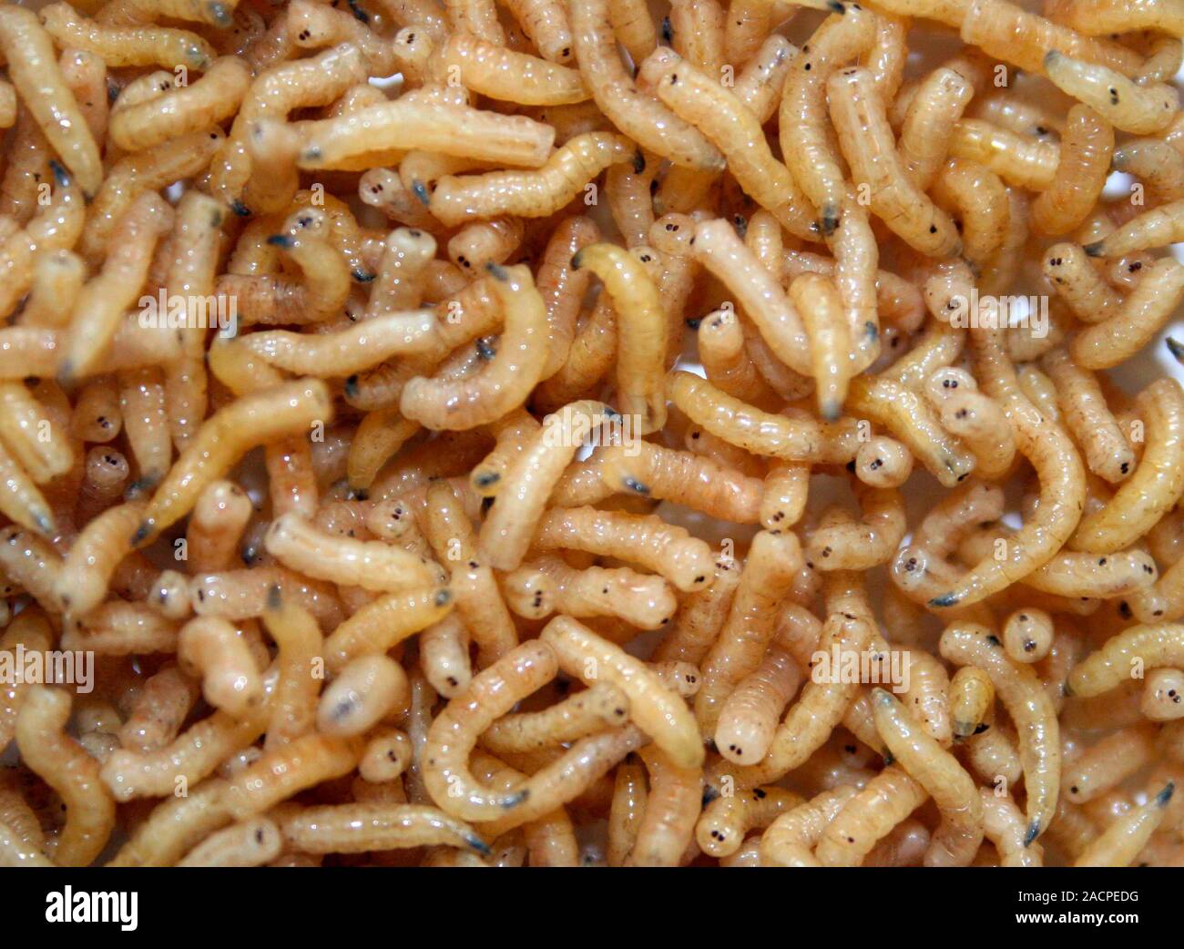 Maggot waste digestion food production. Close-up of numerous maggots of ... Maggot waste digestion food production. Close-up of numerous maggots of ...