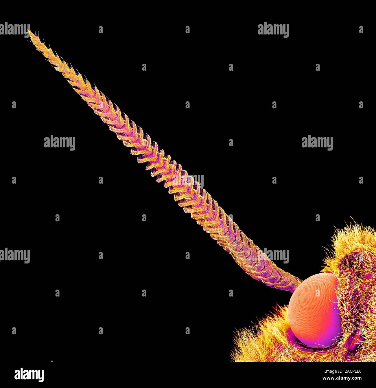 Moth antenna. Coloured scanning electron micrograph (SEM) of a moth's ...