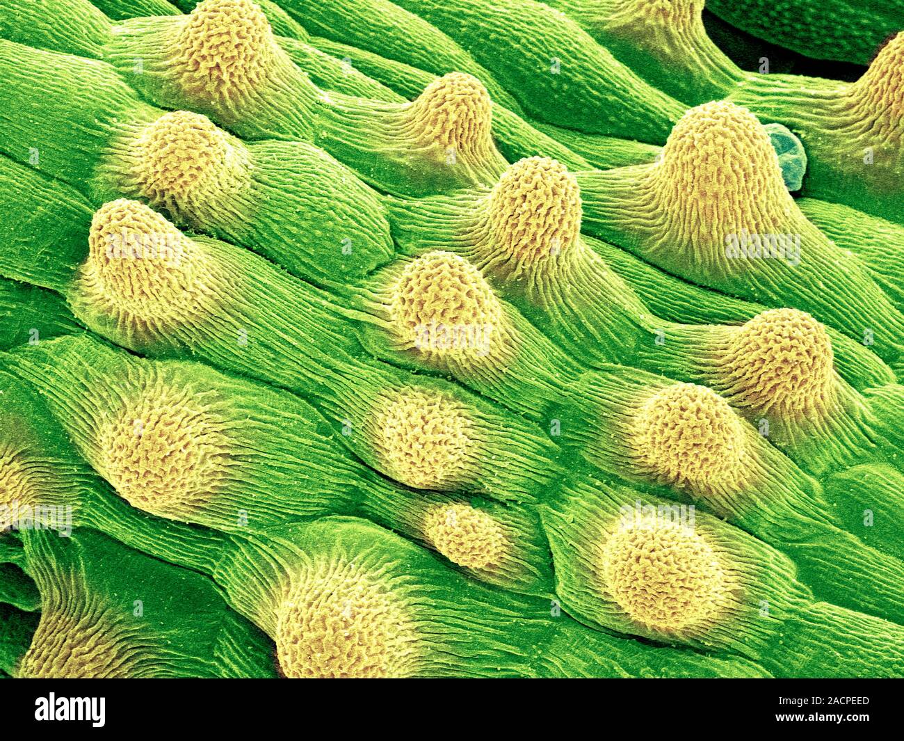 Flower pistil, coloured scanning electron micrograph (SEM). Pistils ...