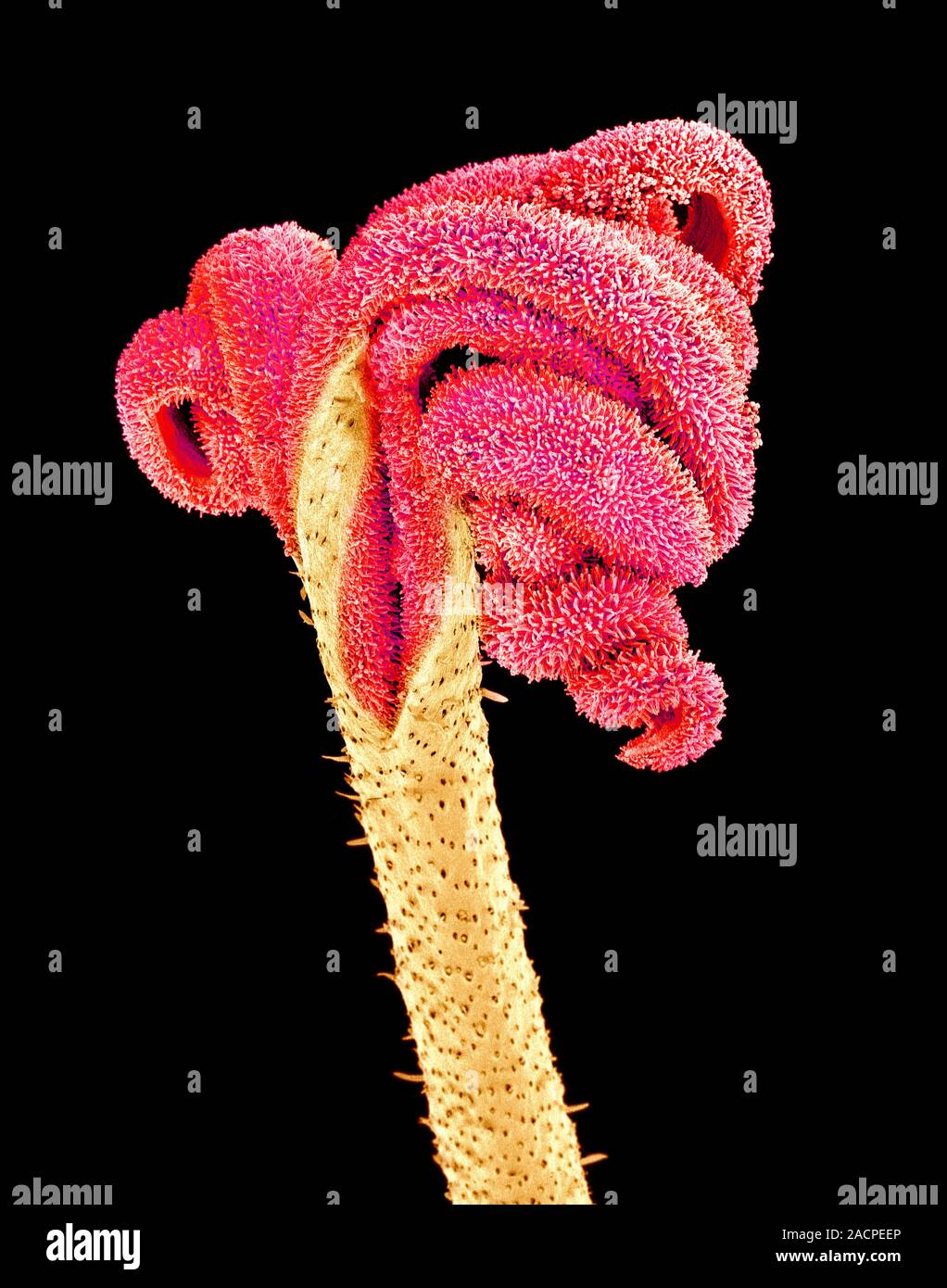 Bellflower pistil. Coloured scanning electron micrograph (SEM) of the ...