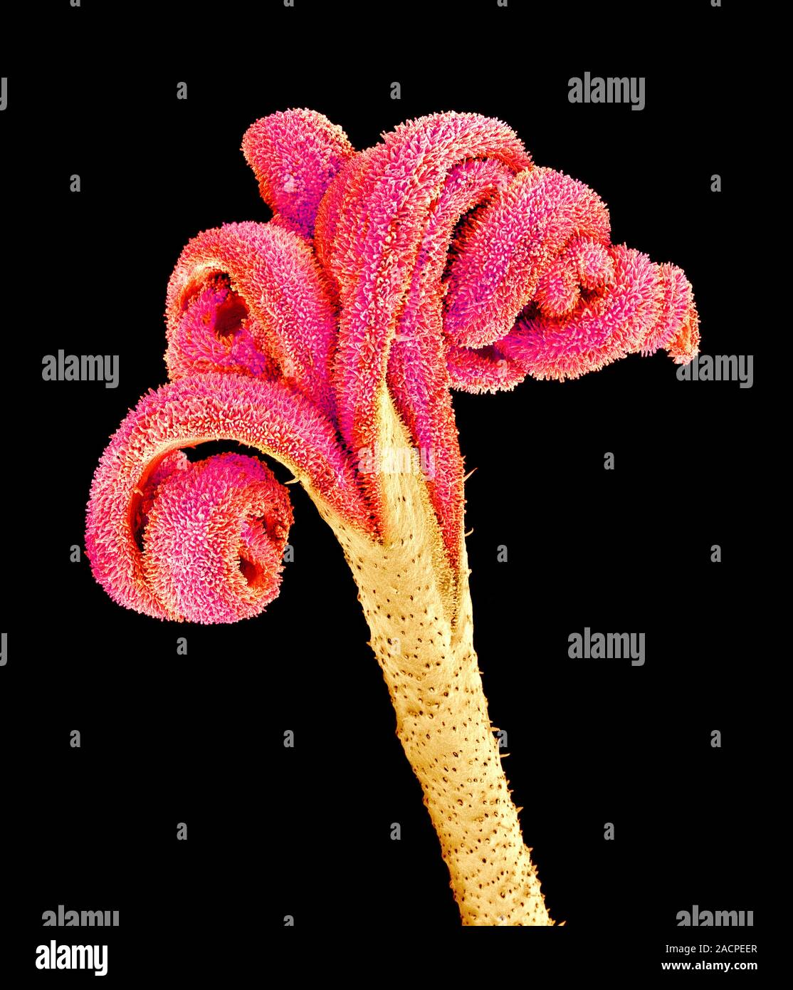 Bellflower pistil. Coloured scanning electron micrograph (SEM) of the ...