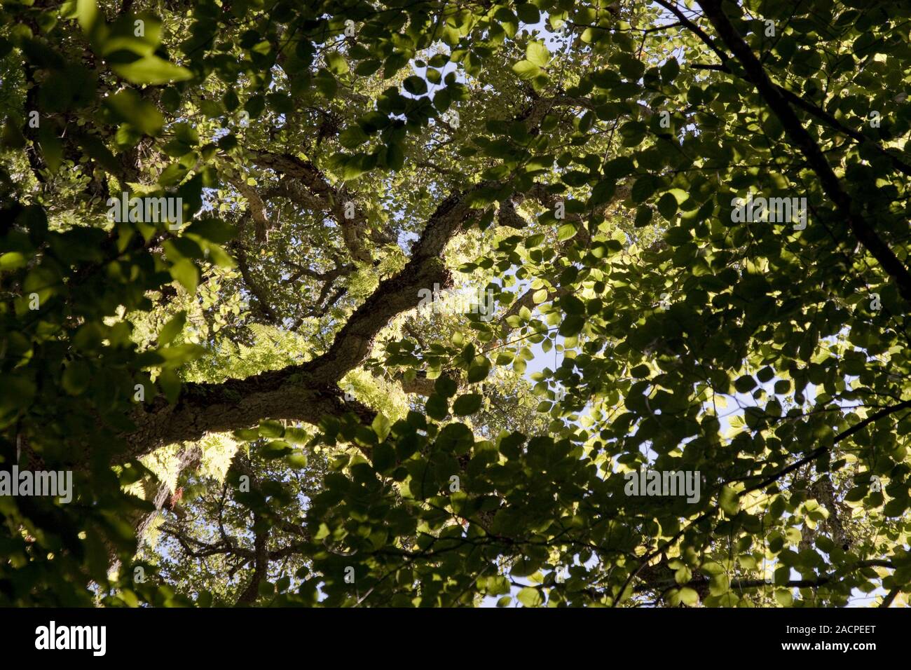 under the trees Stock Photo - Alamy