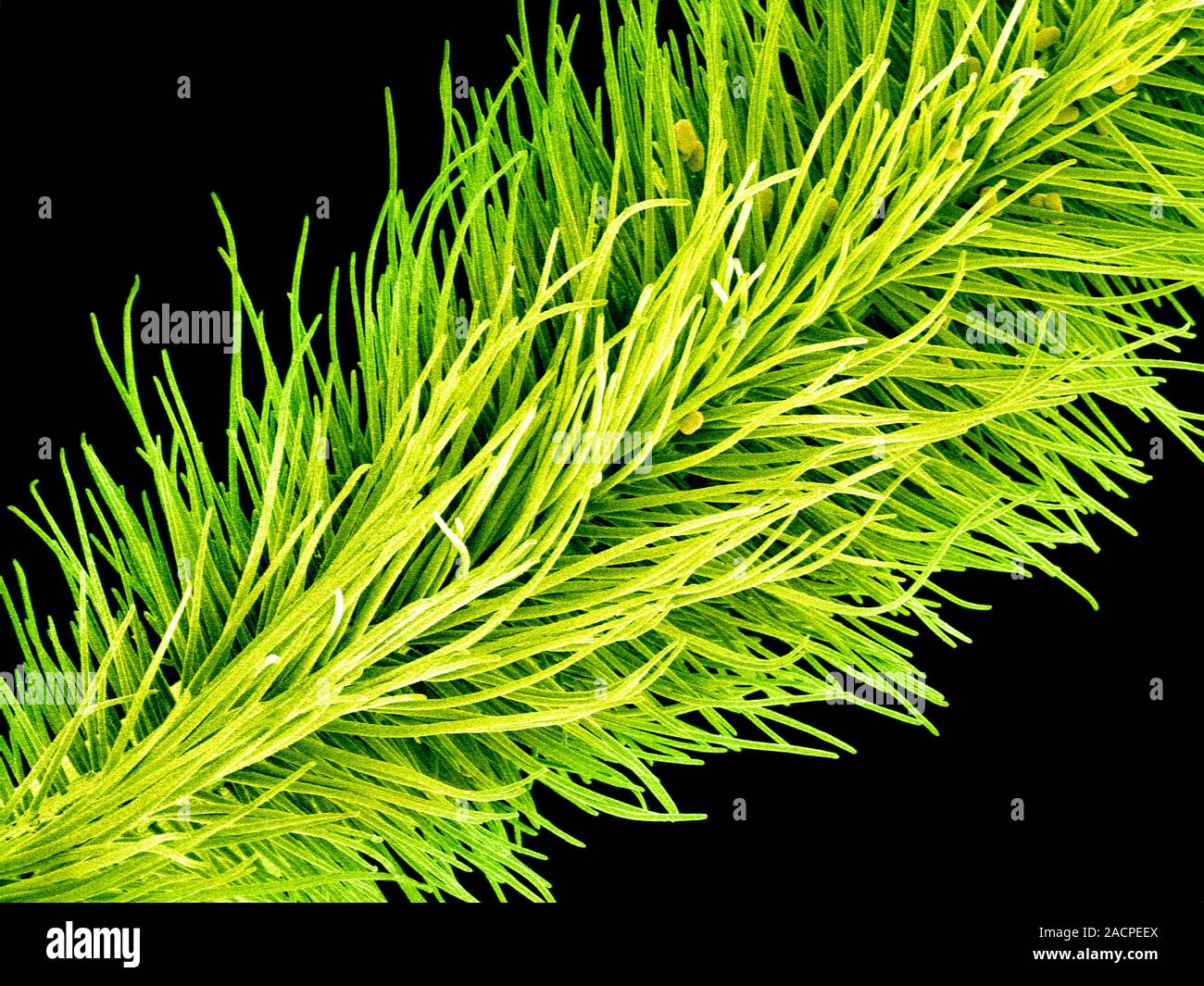 Pea flower pollination. Coloured scanning electron micrograph (SEM) of ...