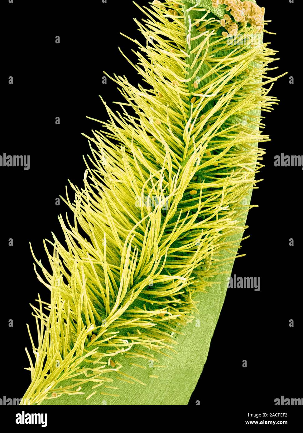 Pea flower pollination. Coloured scanning electron micrograph (SEM) of ...