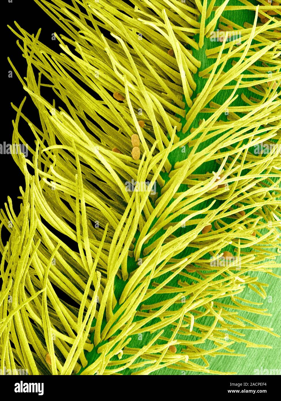 Pea flower pollination. Coloured scanning electron micrograph (SEM) of ...