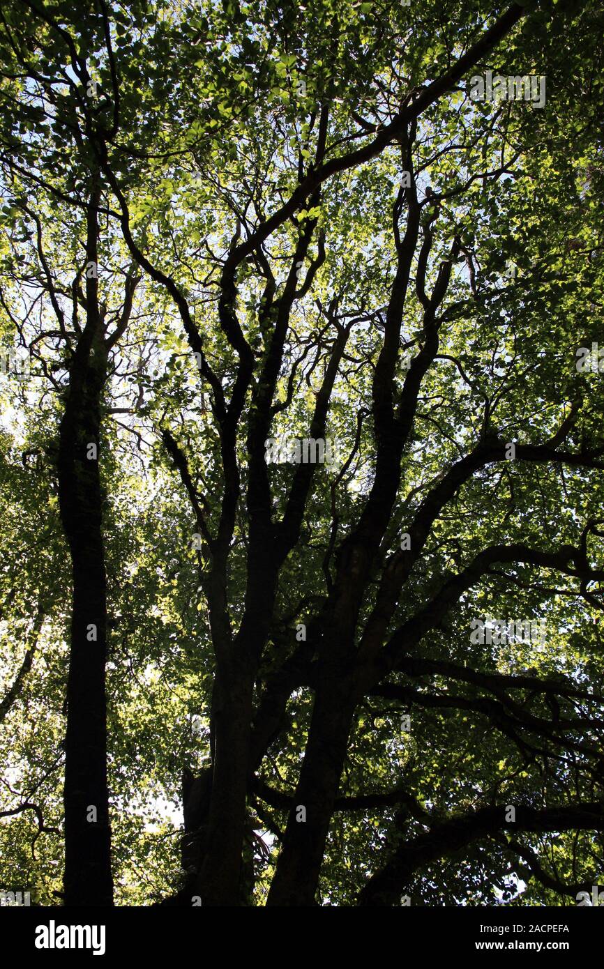 under the trees Stock Photo - Alamy