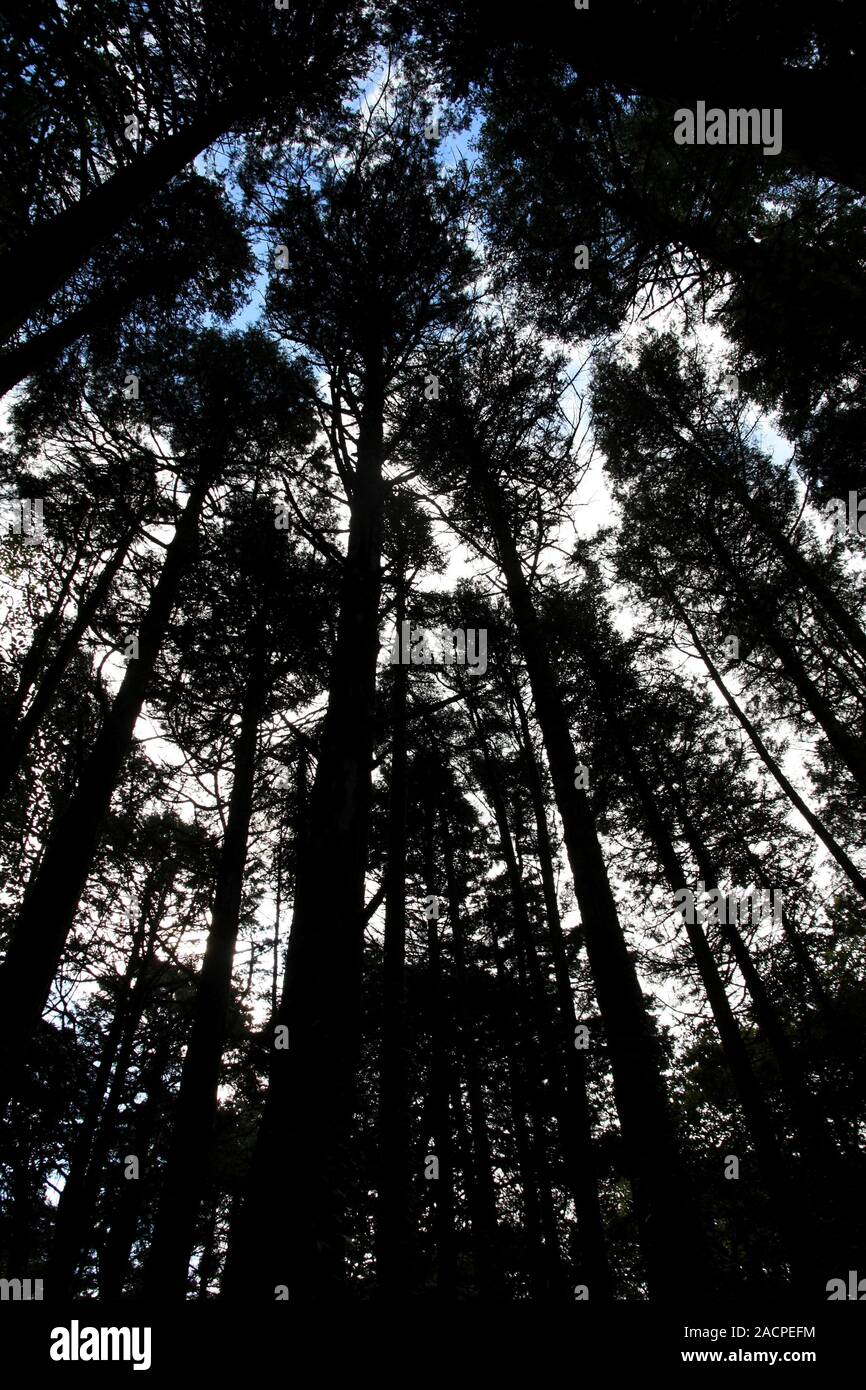 Lush tall trees hi-res stock photography and images - Alamy