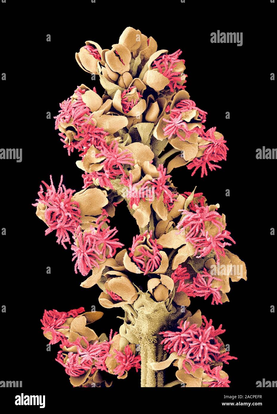 Flowering plant, coloured scanning electron micrograph (SEM Stock Photo ...