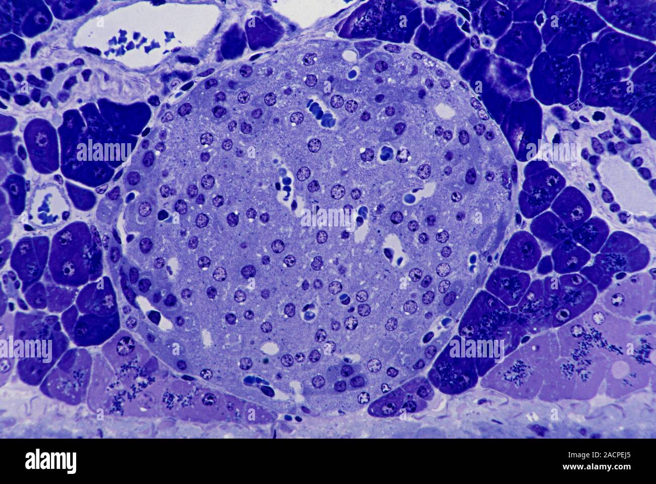 Islet of Langerhans. Light micrograph of a section through an islet of ...