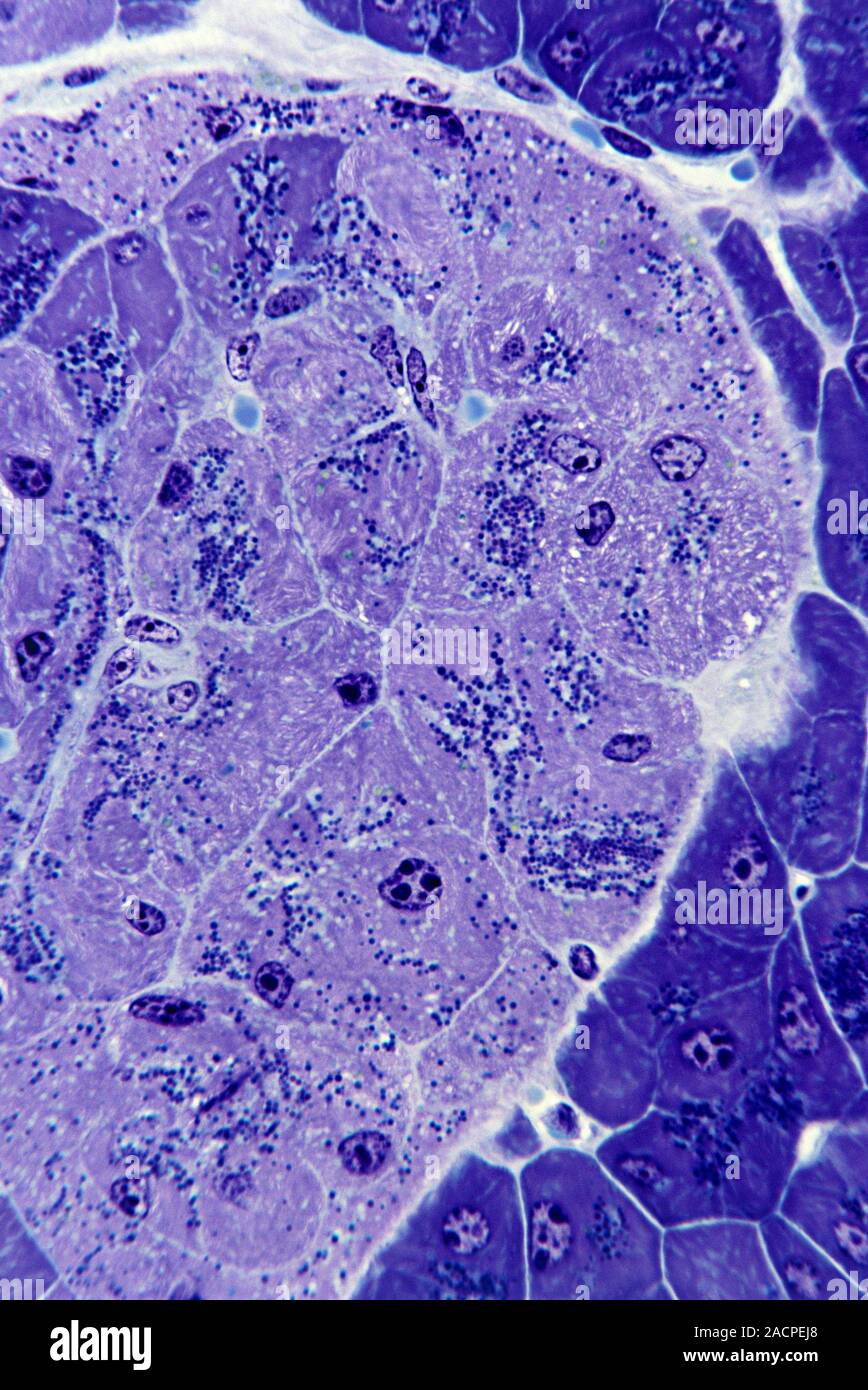 Islet of Langerhans. Light micrograph of a section through an islet of ...