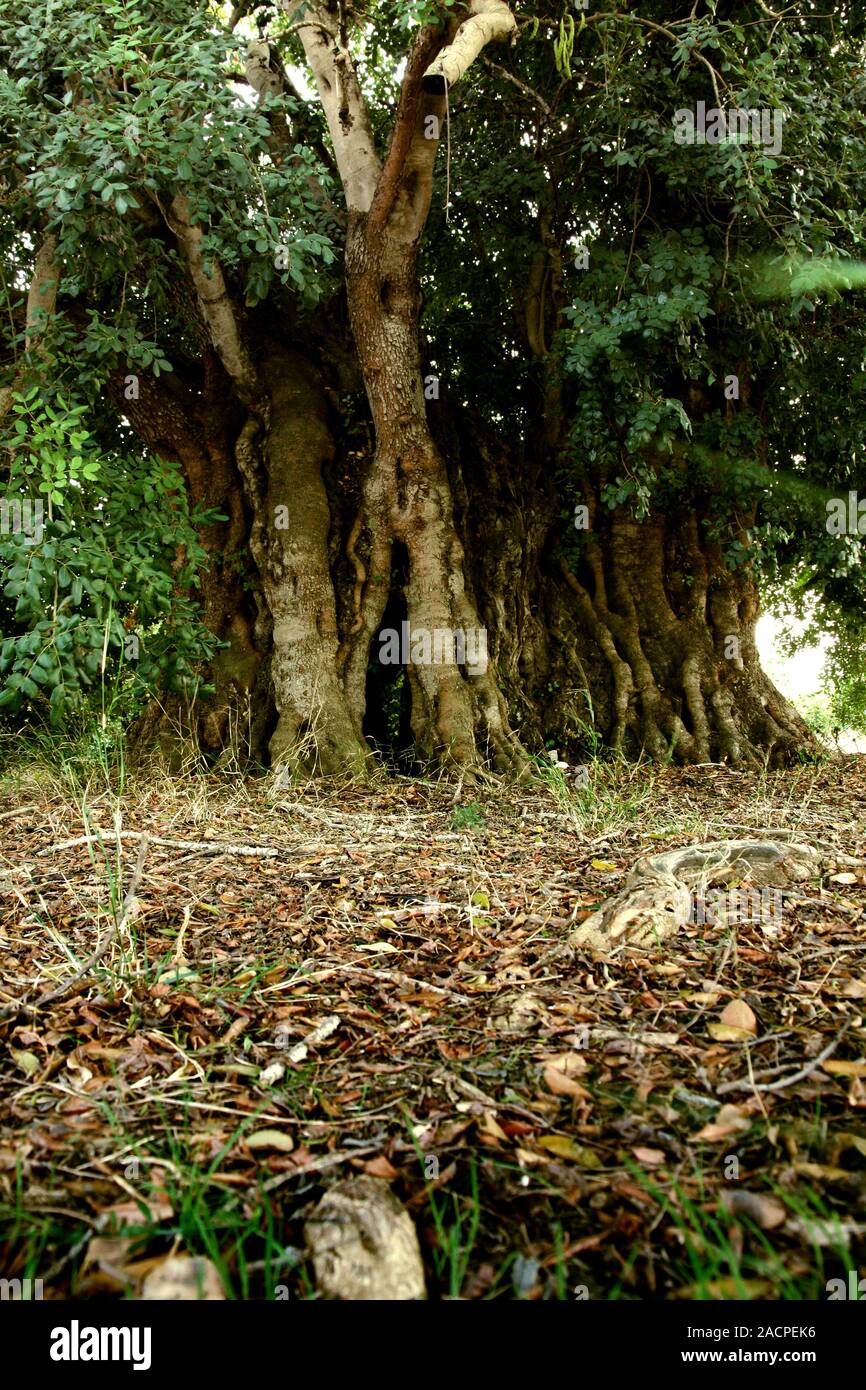 old carob tree Stock Photo - Alamy