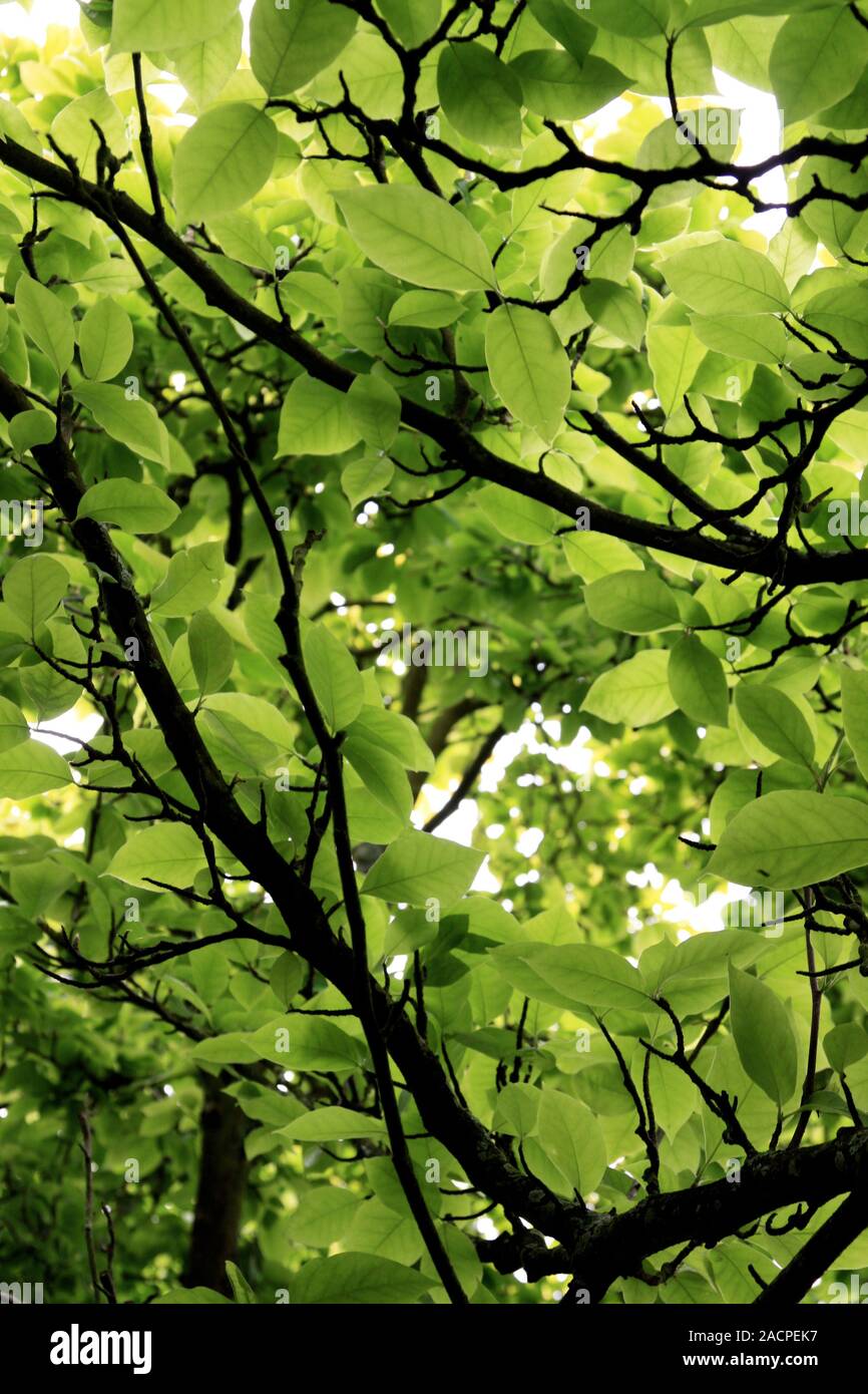 Dark green leafs background hi-res stock photography and images - Alamy