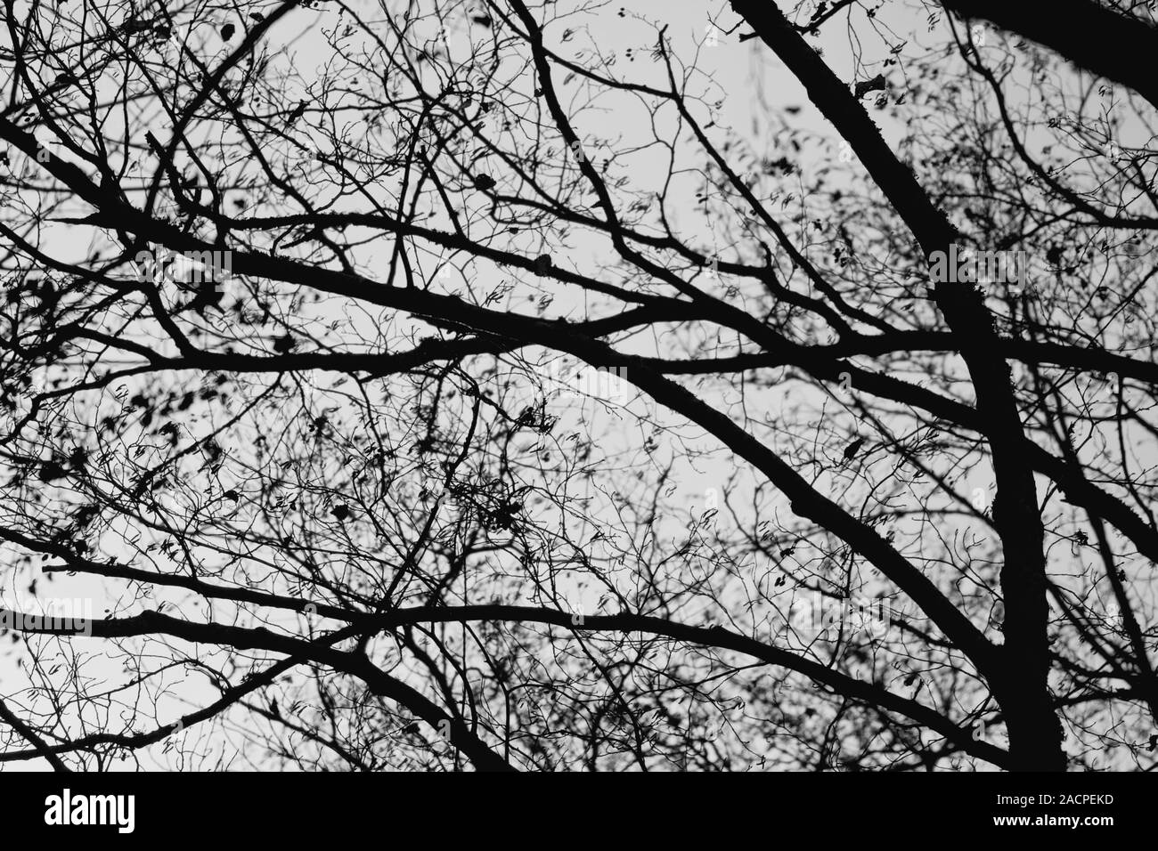 Branches Black and White Stock Photos & Images - Alamy