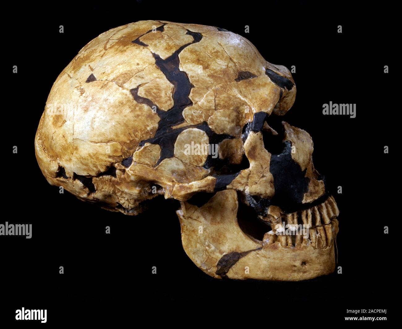 Neanderthal fossil skull La Ferrassie 1. This specimen, from an elderly ...